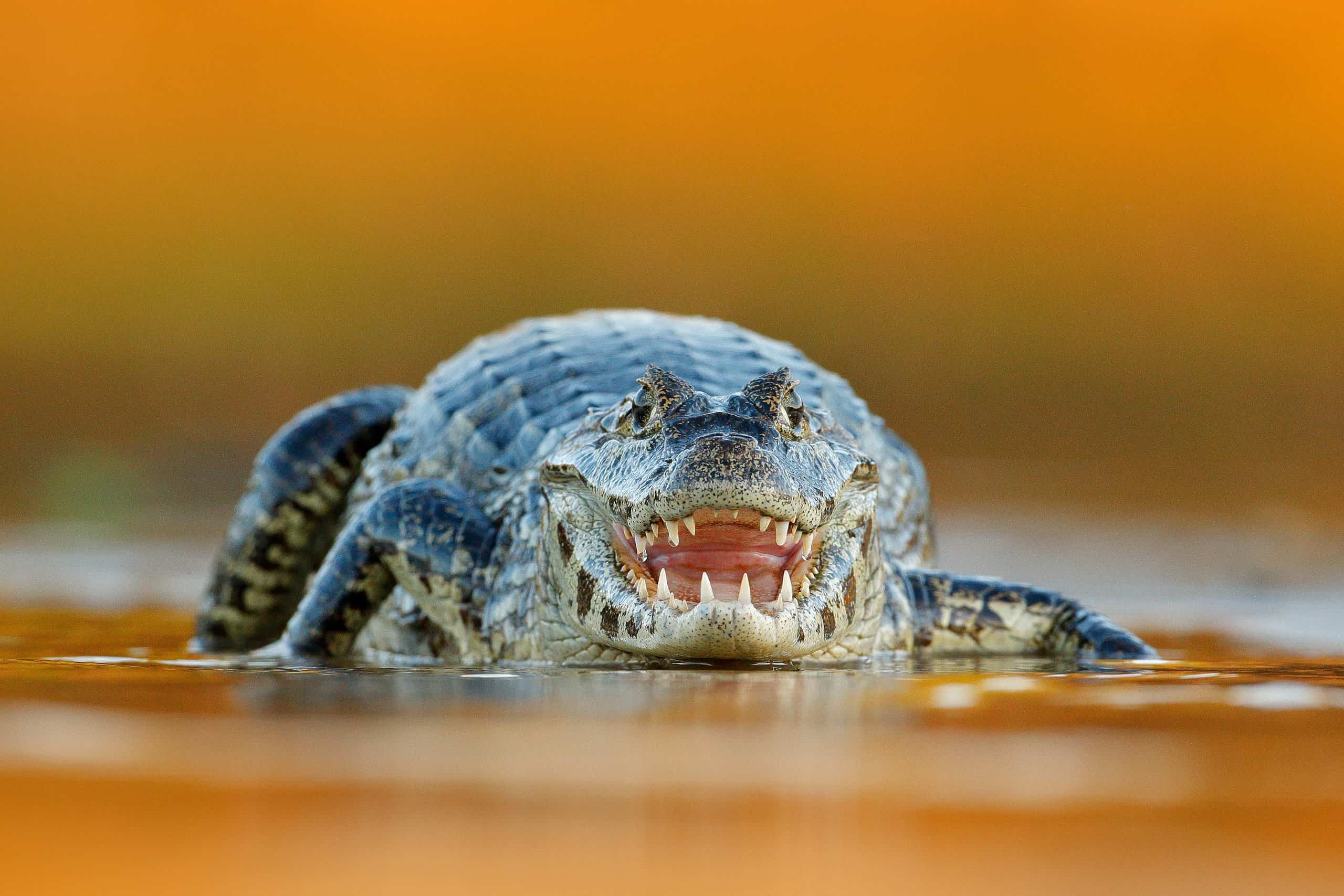 Discover 12 Modern-Day Creatures That Resemble Dinosaurs, and 1 ...