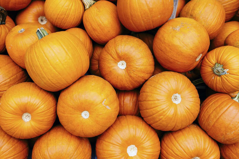 Yes, July is actually a great time to plant your pumpkins and so much more