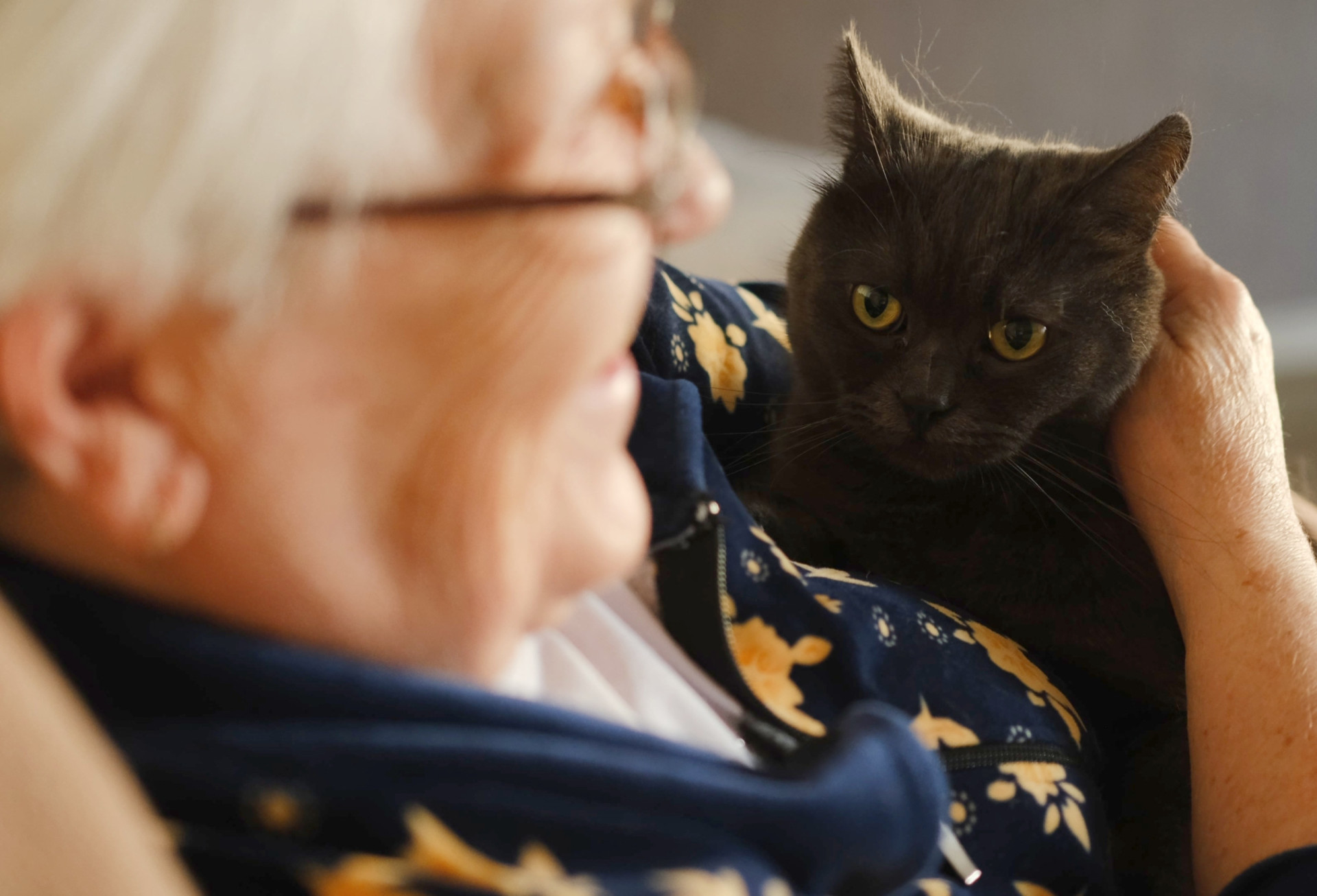 Die tollen Vorteile einer Katze aus dem Tierheim