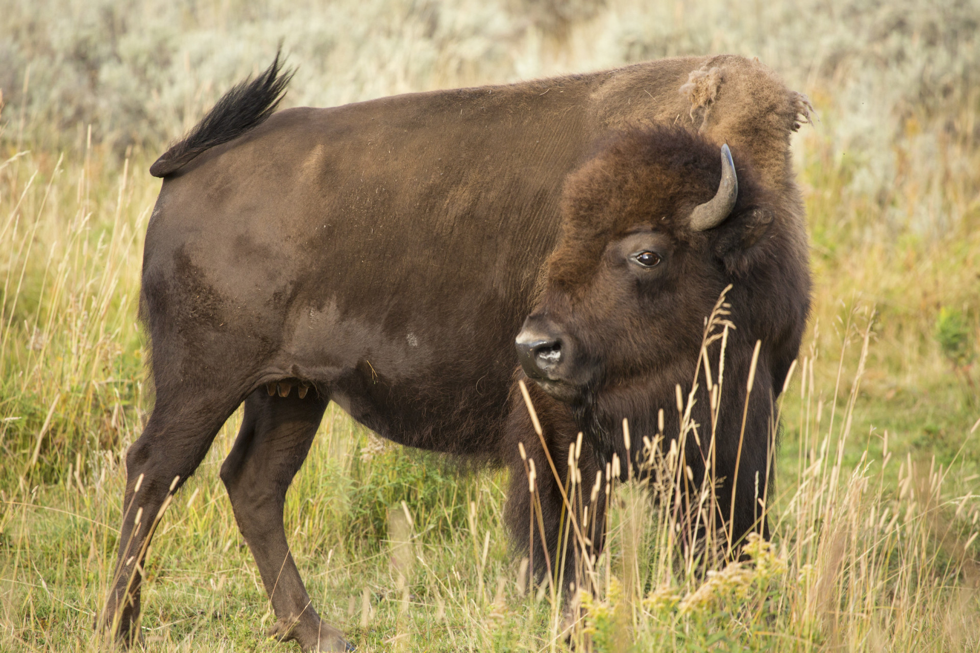 Brilliant facts about the American bison