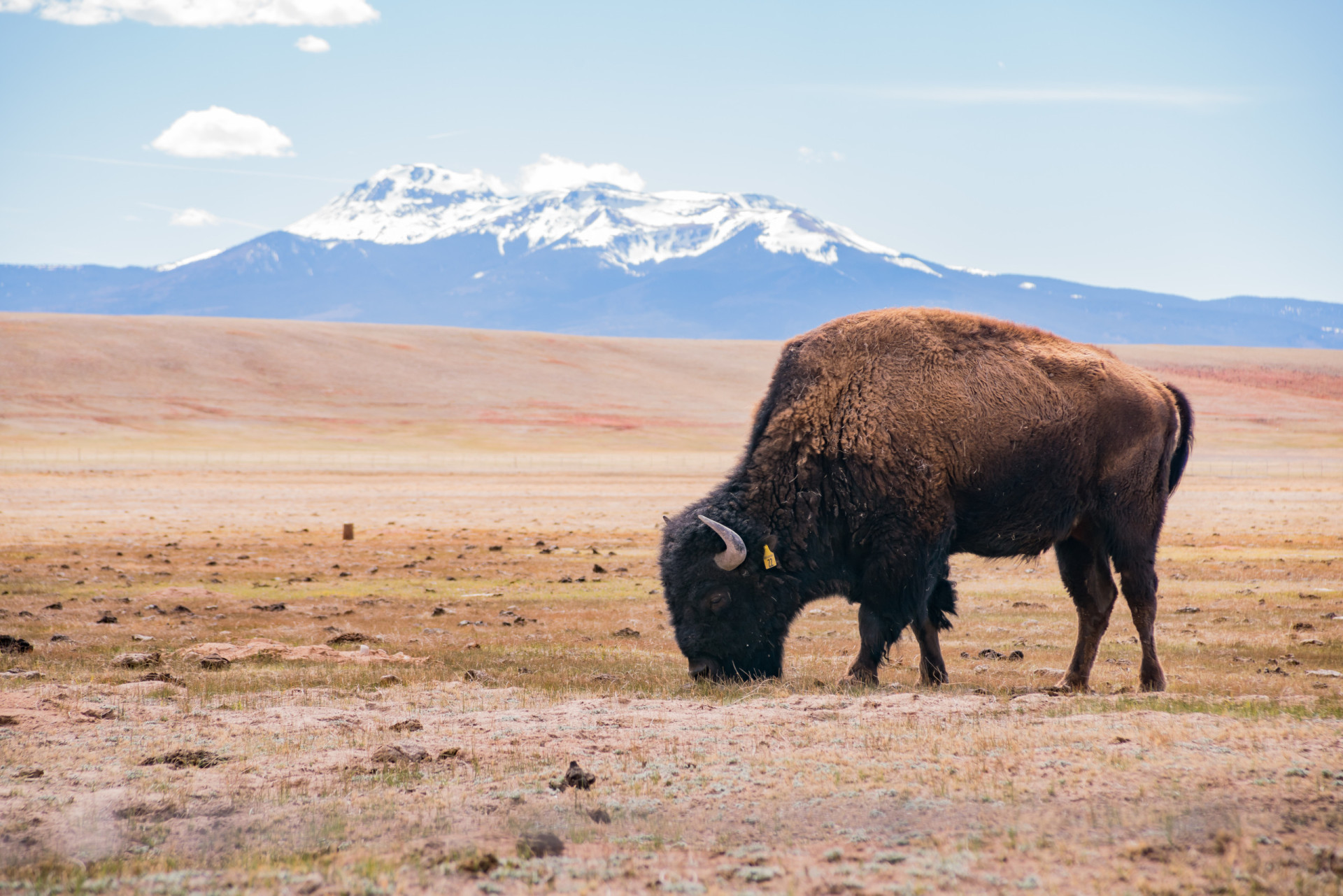 Brilliant facts about the American bison