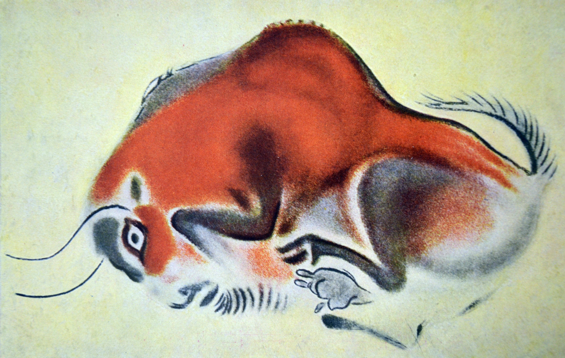 Brilliant facts about the American bison