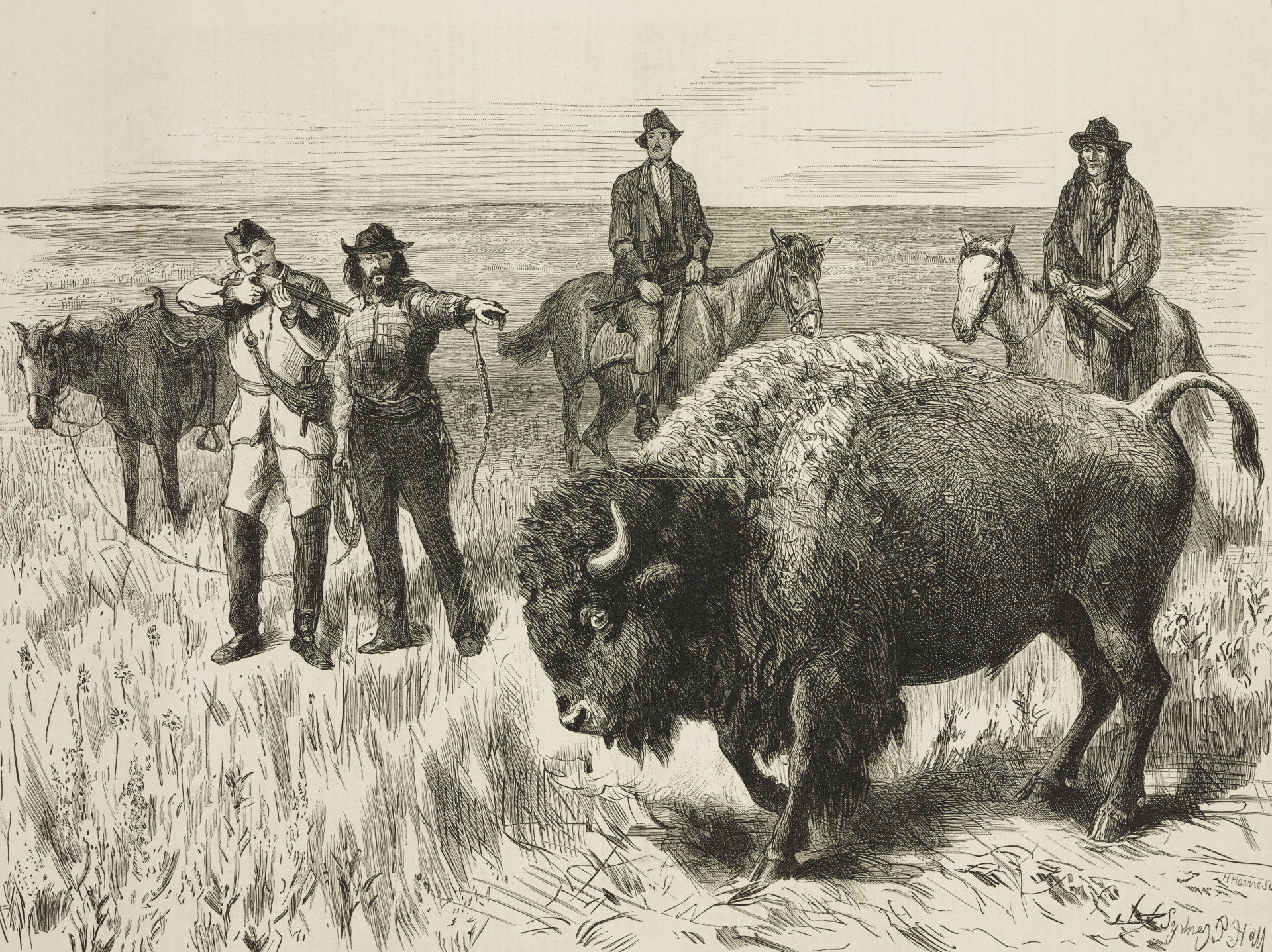 Brilliant facts about the American bison