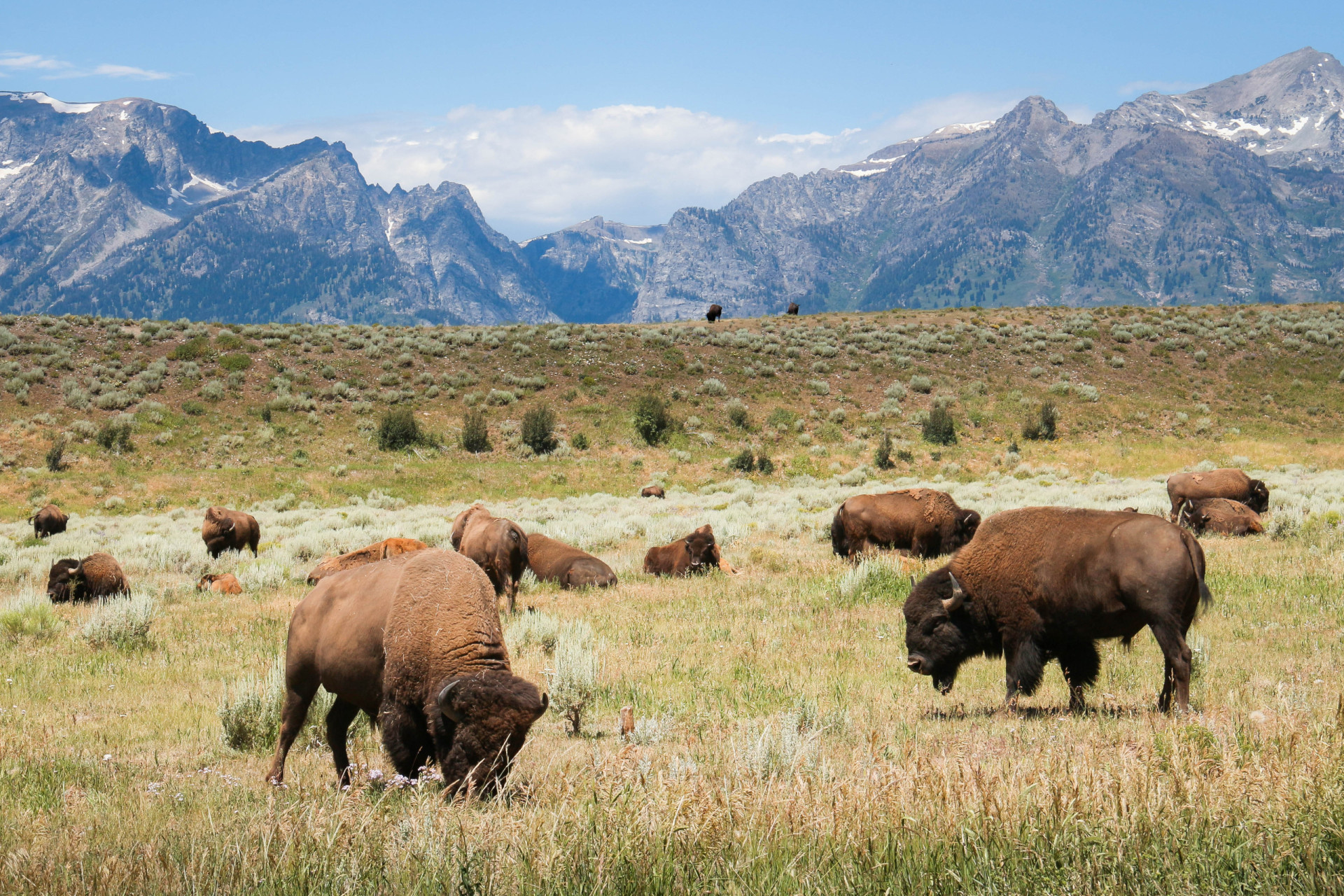 Brilliant facts about the American bison