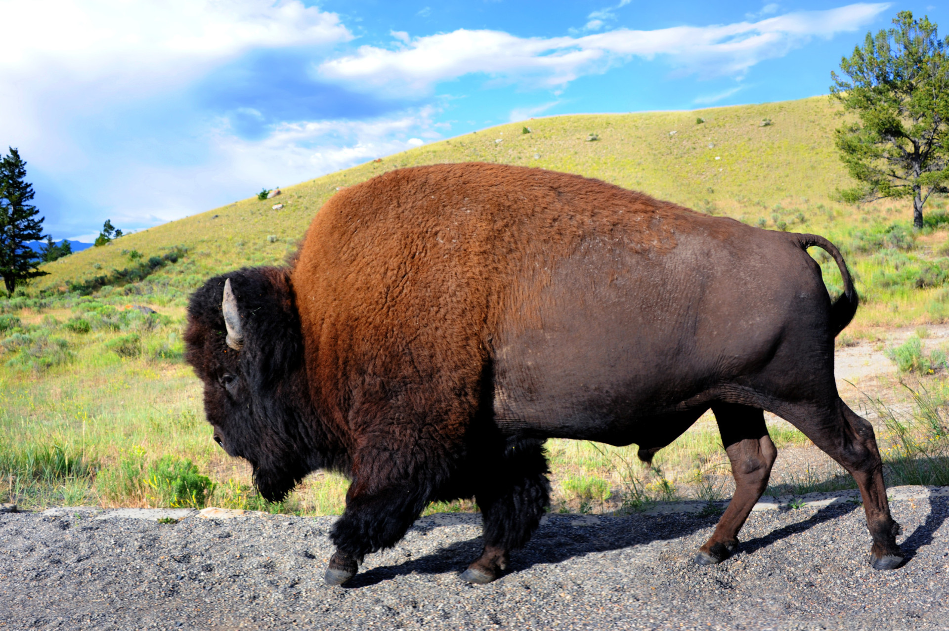 Brilliant facts about the American bison
