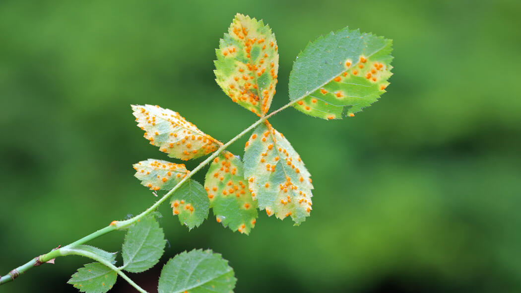 Rosenrost: Was hilft wirklich?