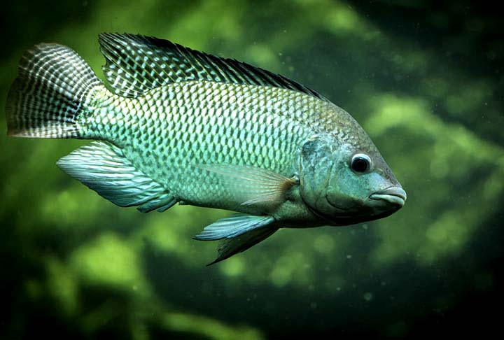 De água doce ou salgada, opções de peixe para comer bem e turbinar a saúde