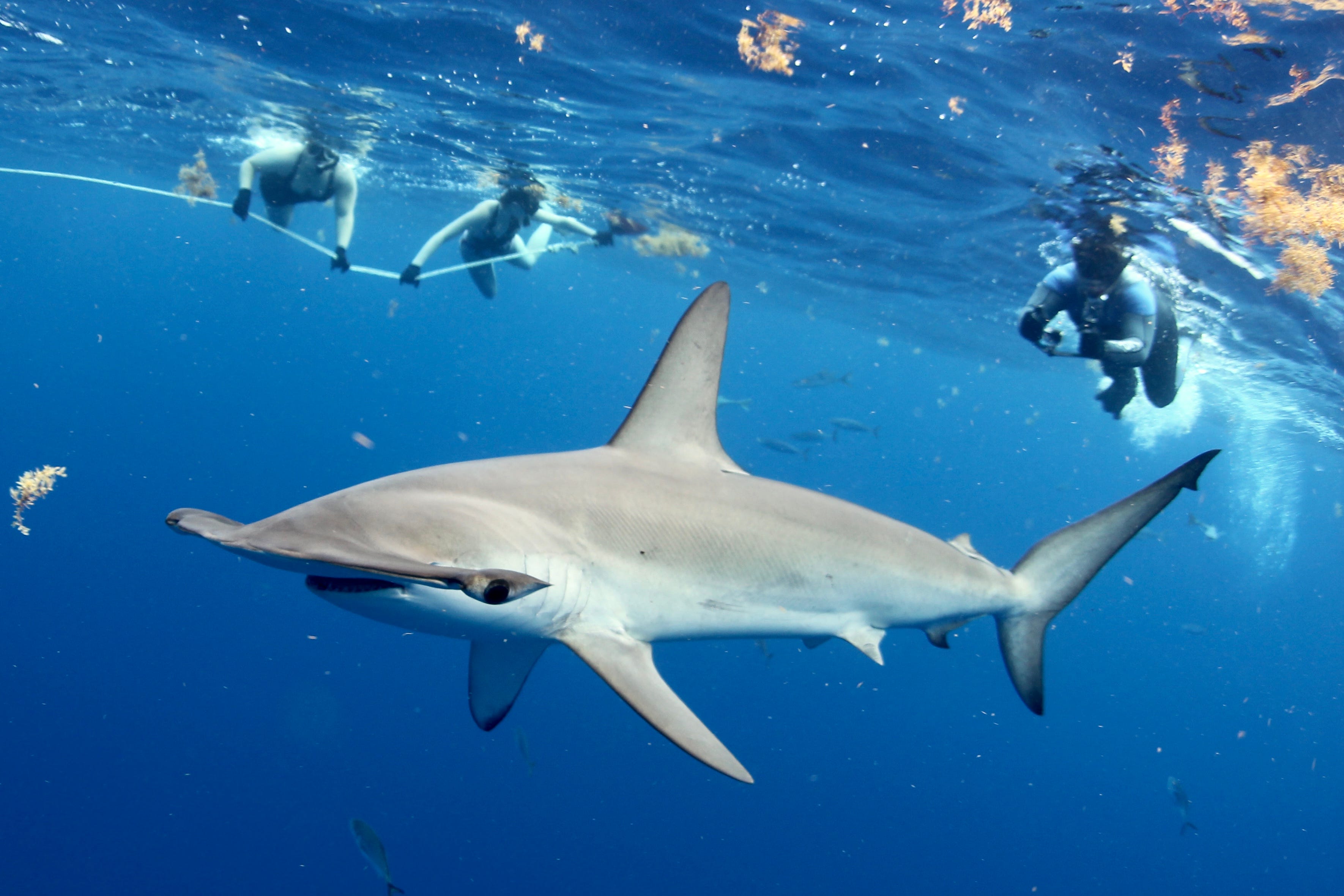 5 Florida records for biggest sharks includes 1,069 tiger shark