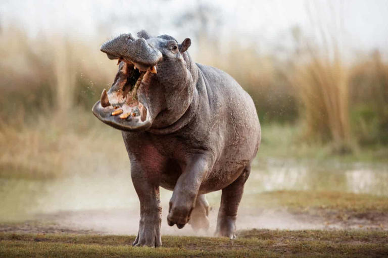 10 hippo facts that show why they’re more dangerous than they look