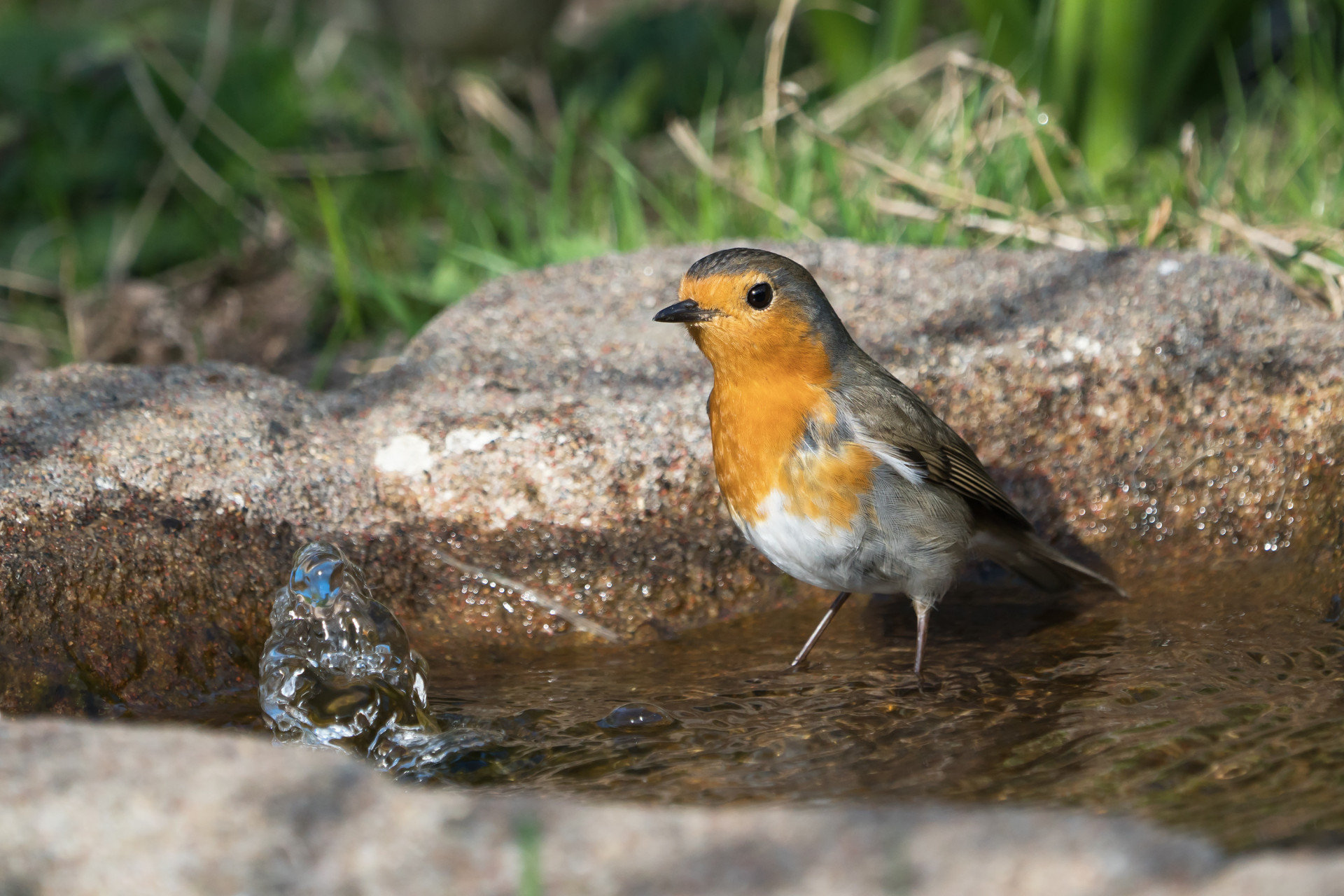 How to keep your garden healthy in the heatwave