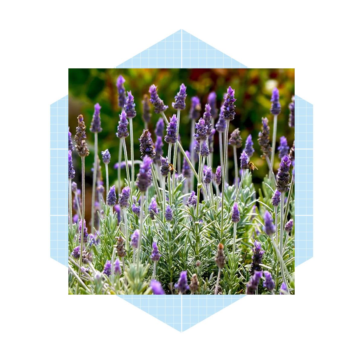 8 Pet-Safe Pest Control Products