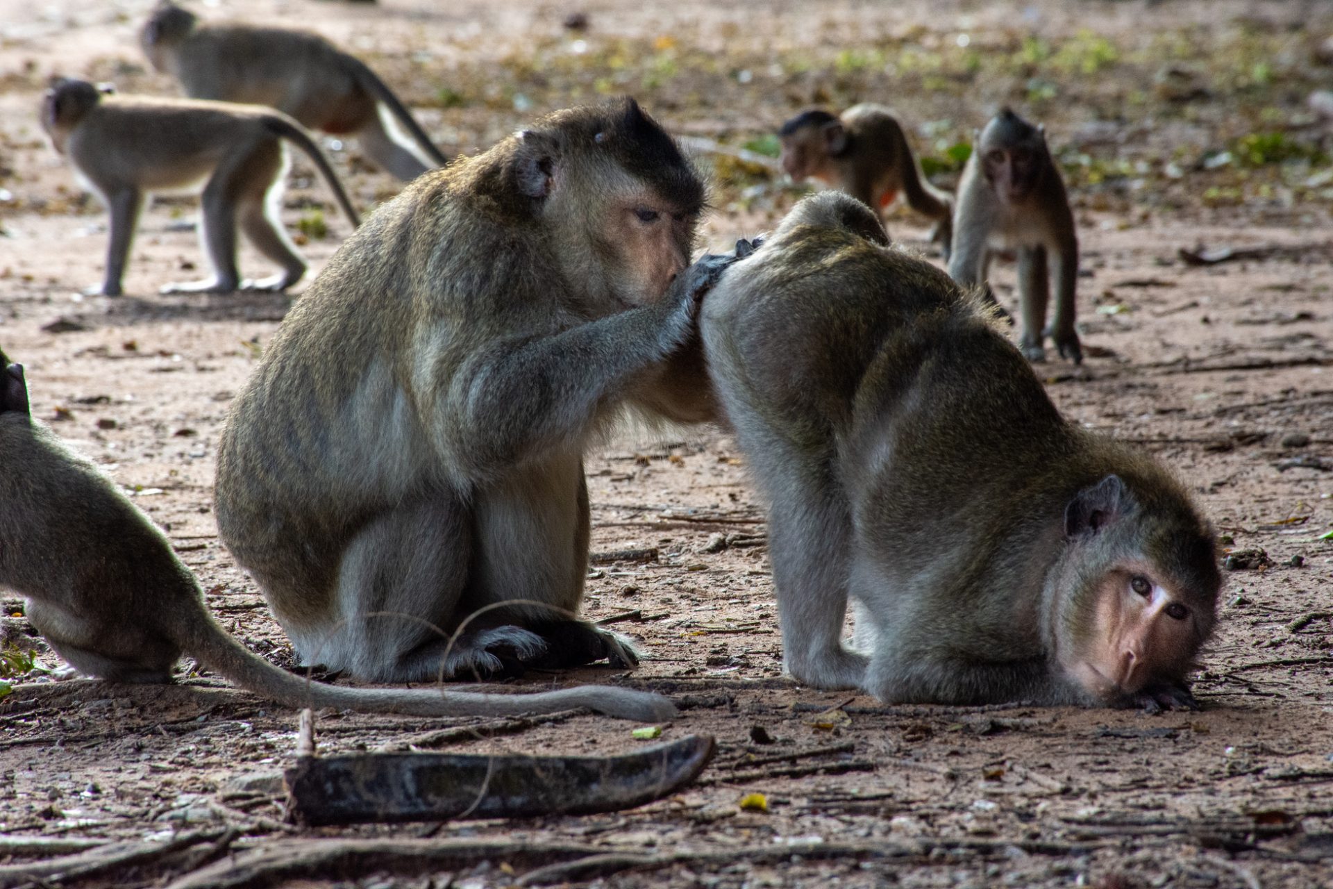 Science : les primates se caressent depuis des millions d’années, mais ...