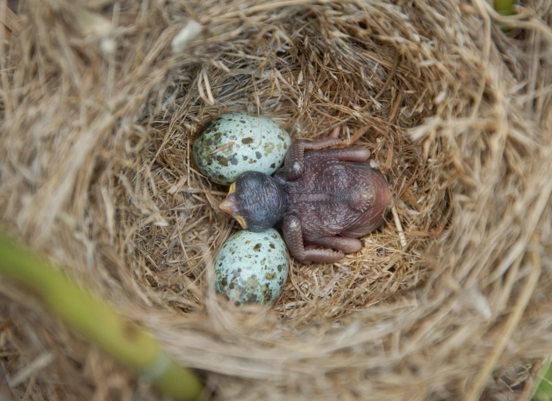 The laziest animals on the planet, and their hilarious quirks