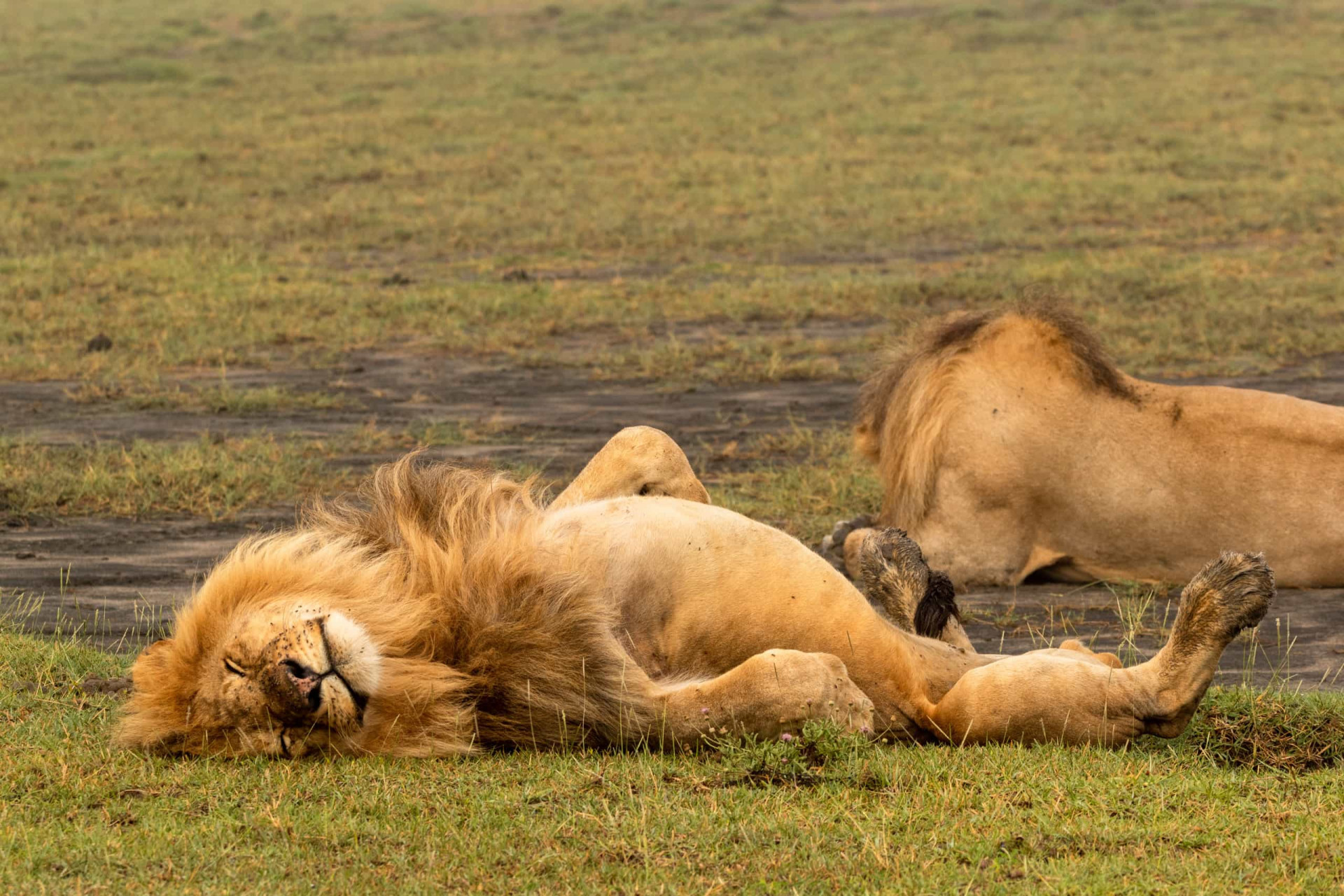 The laziest animals on the planet, and their hilarious quirks