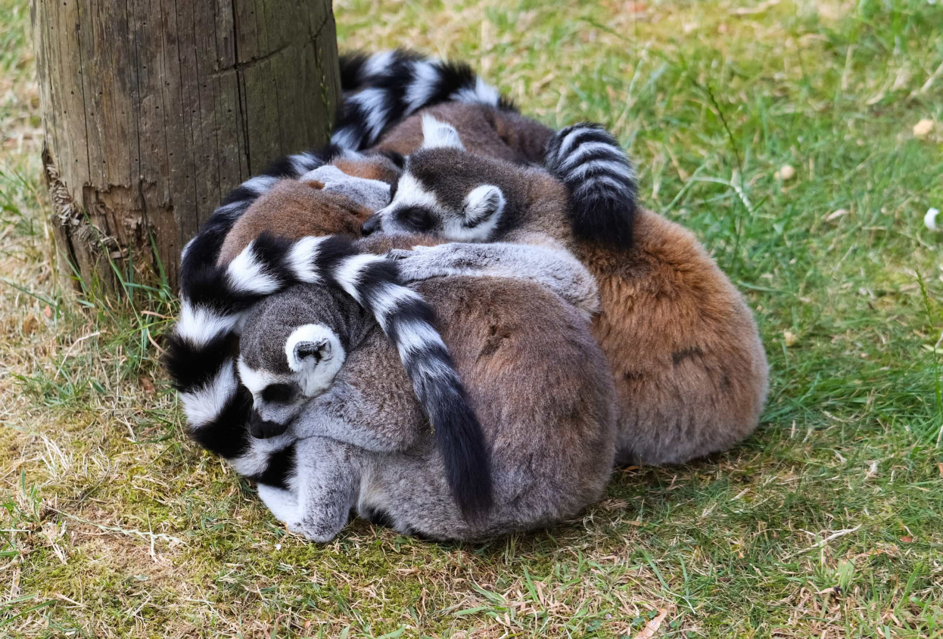 The laziest animals on the planet, and their hilarious quirks