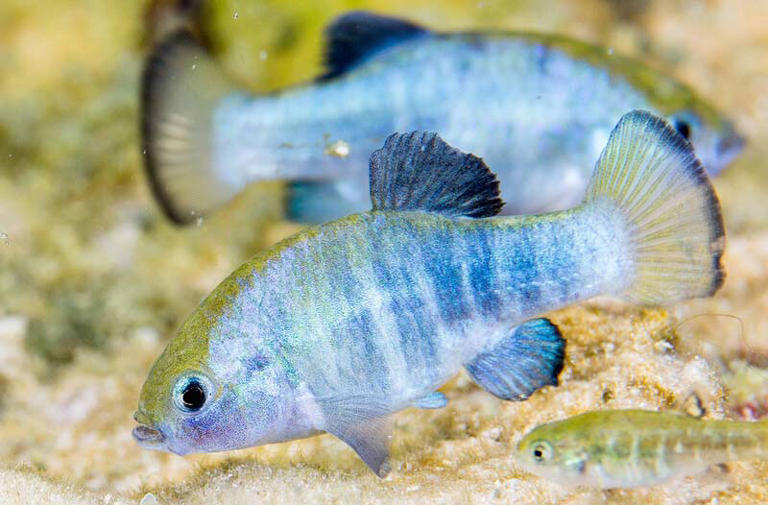 Russian earthquake rattles Devil’s Hole, home of rarest fish in the world
