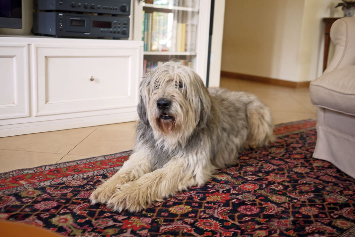 23 Most Loyal Guard Dog Breeds to Consider Adding to Your Family