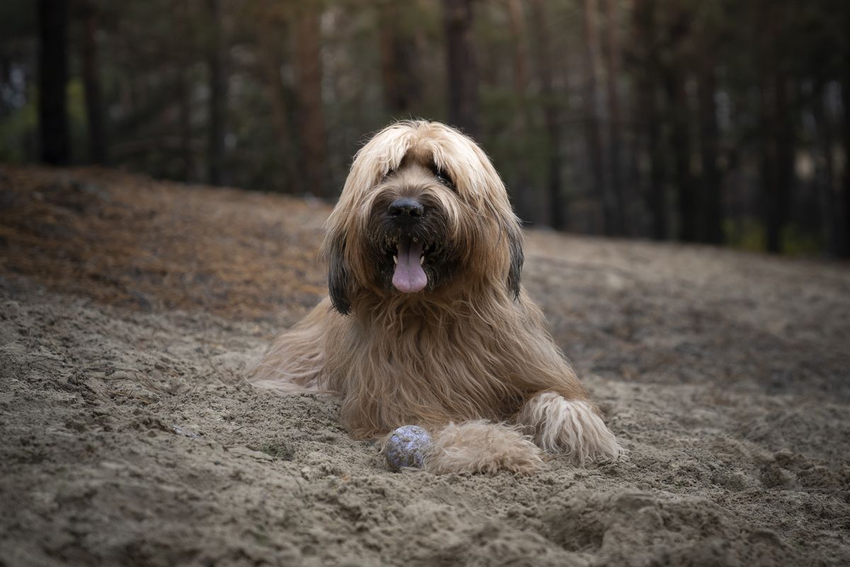 Best Guard Dog Breeds to Keep Your Family Safe