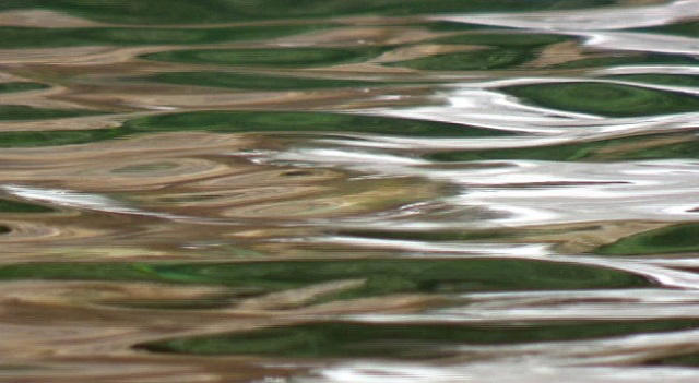 Otter found shot in Lincoln County, authorities searching for suspects