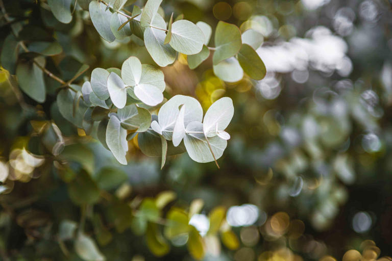 How to grow and care for eucalyptus plants for beautiful, aromatic leaves