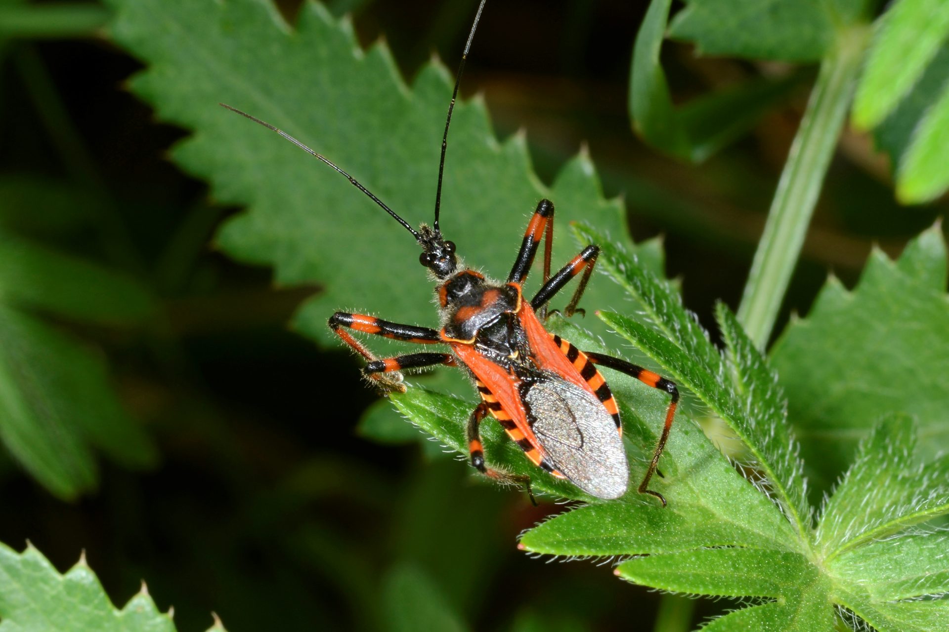 12 Deli Meat Brands With Low-Quality Ingredients