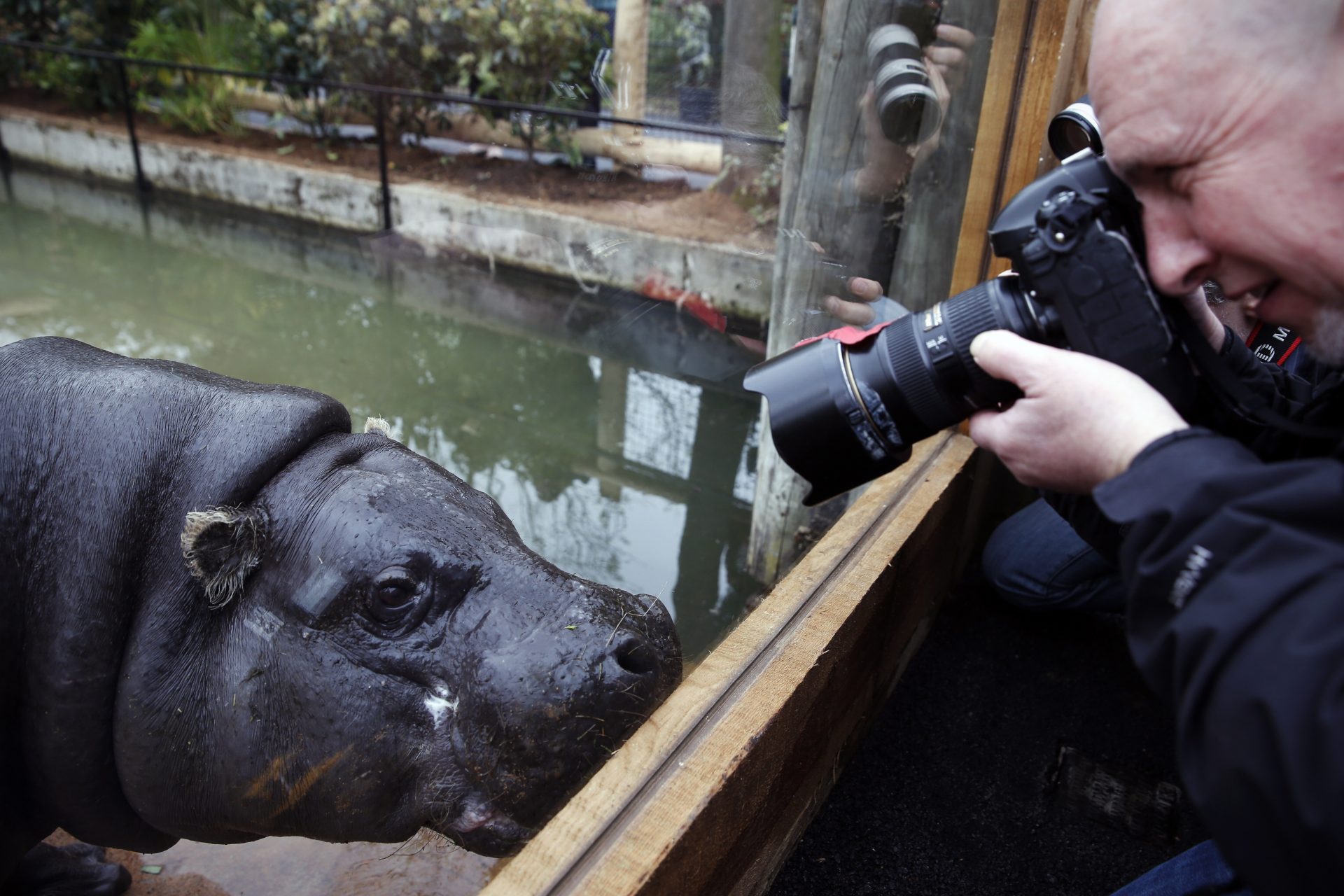 Which animals pose the most danger to humans?