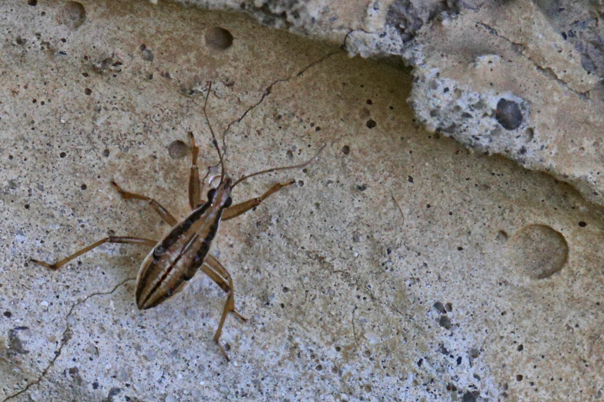 Which animals pose the most danger to humans?