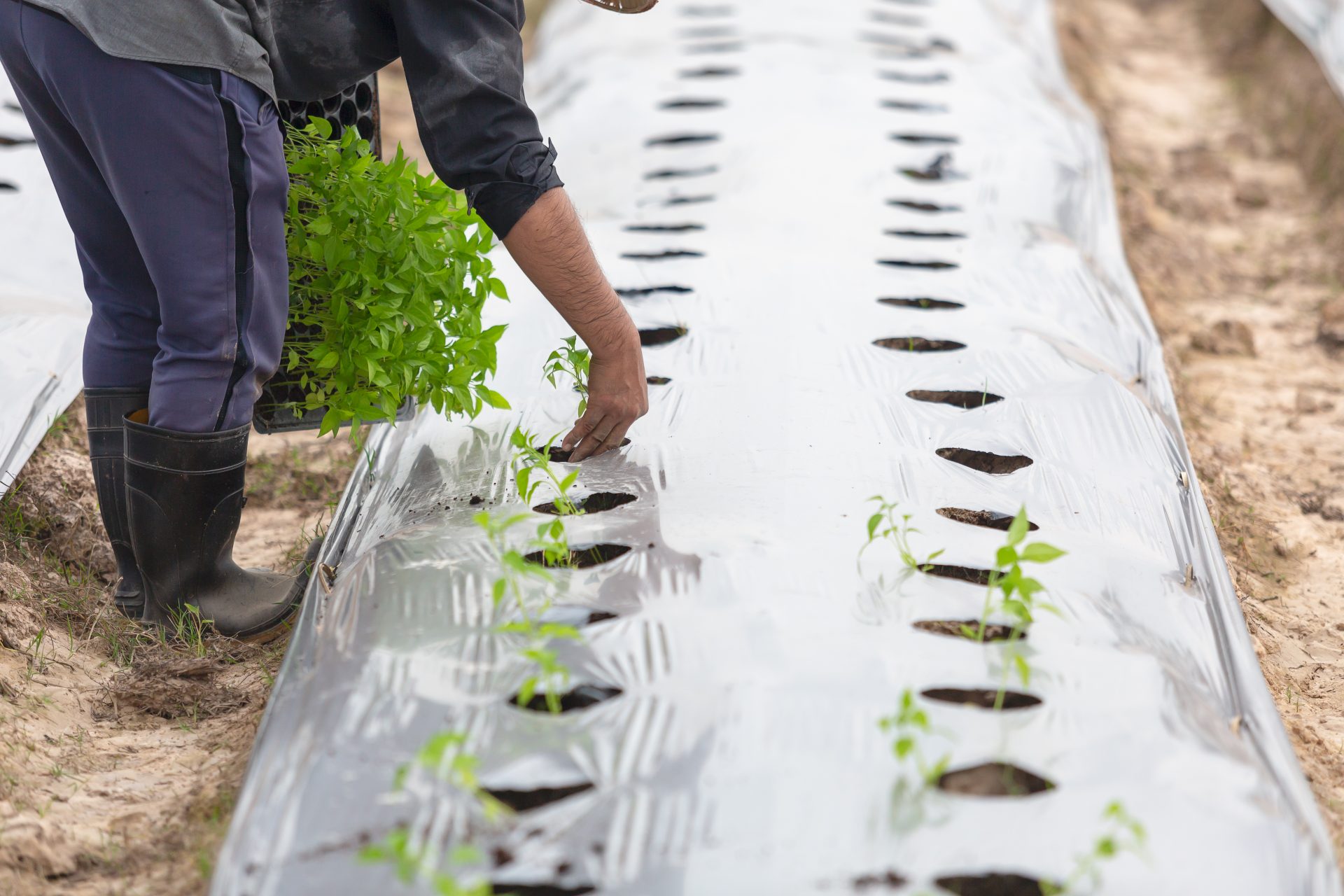 Classic artworks with hidden messages