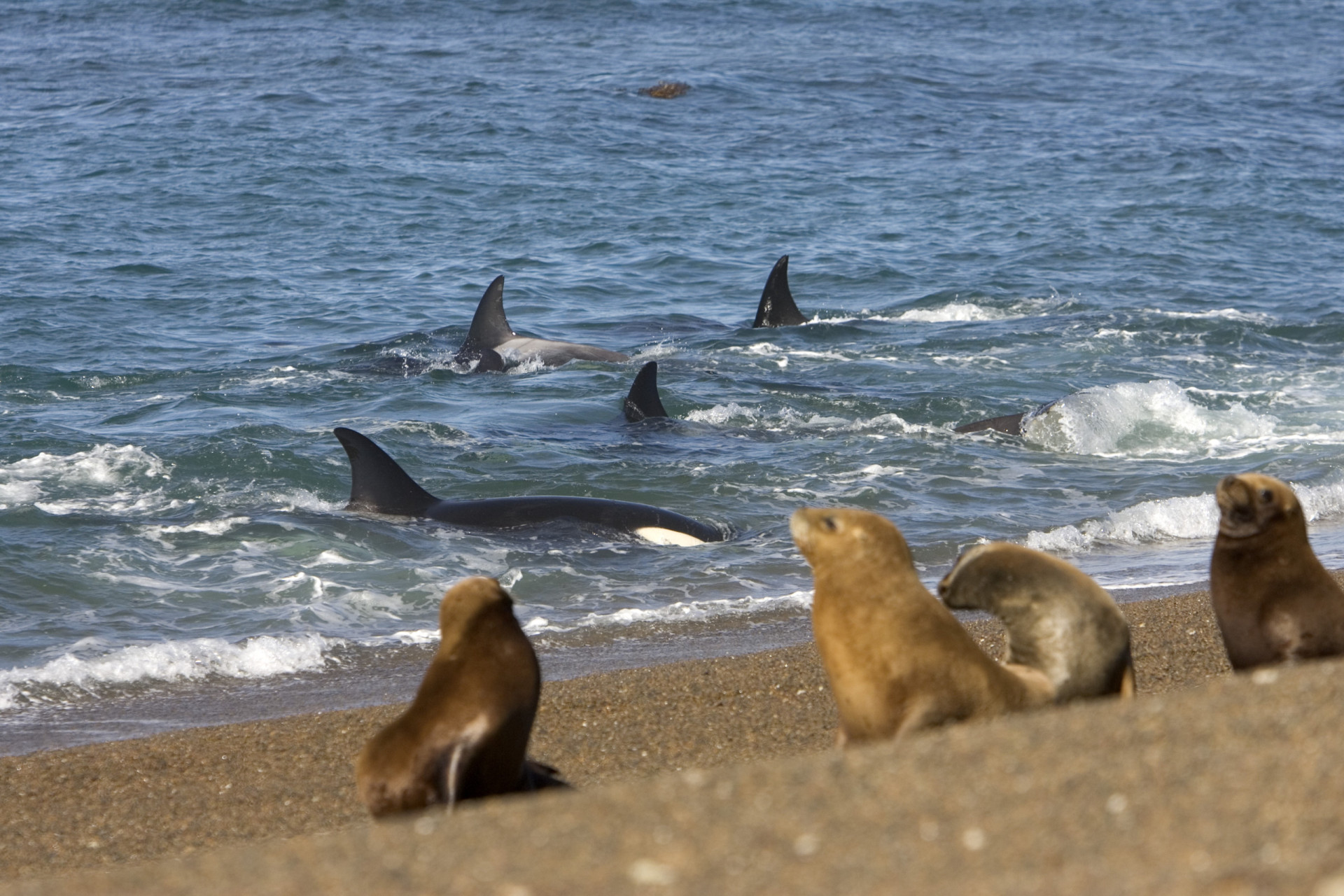 Por que orcas são gênios do mal?