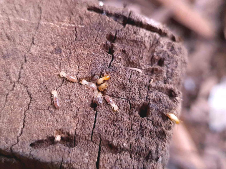Termites vs. carpenter ants: How to tell the difference
