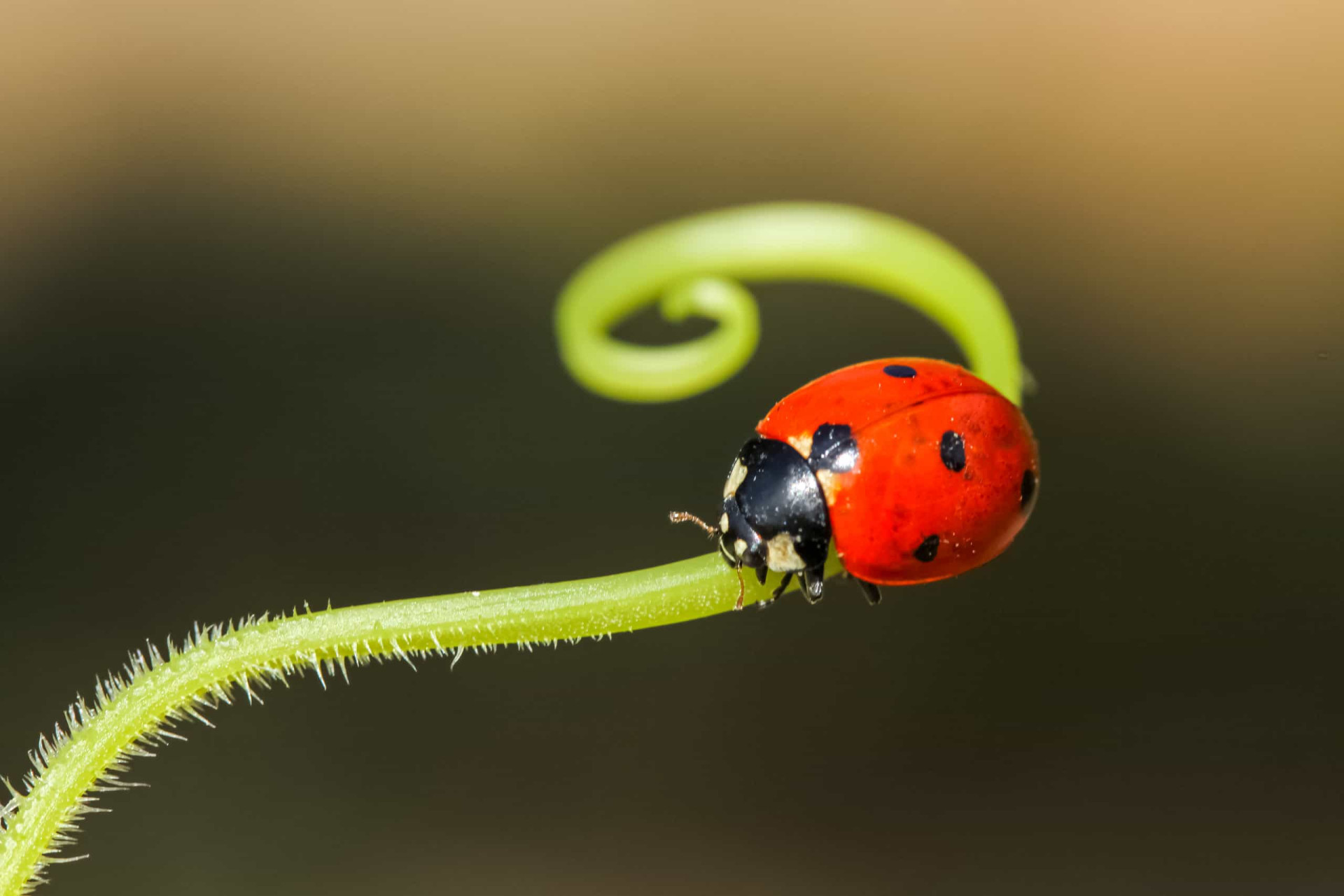 Are we facing an insect apocalypse?