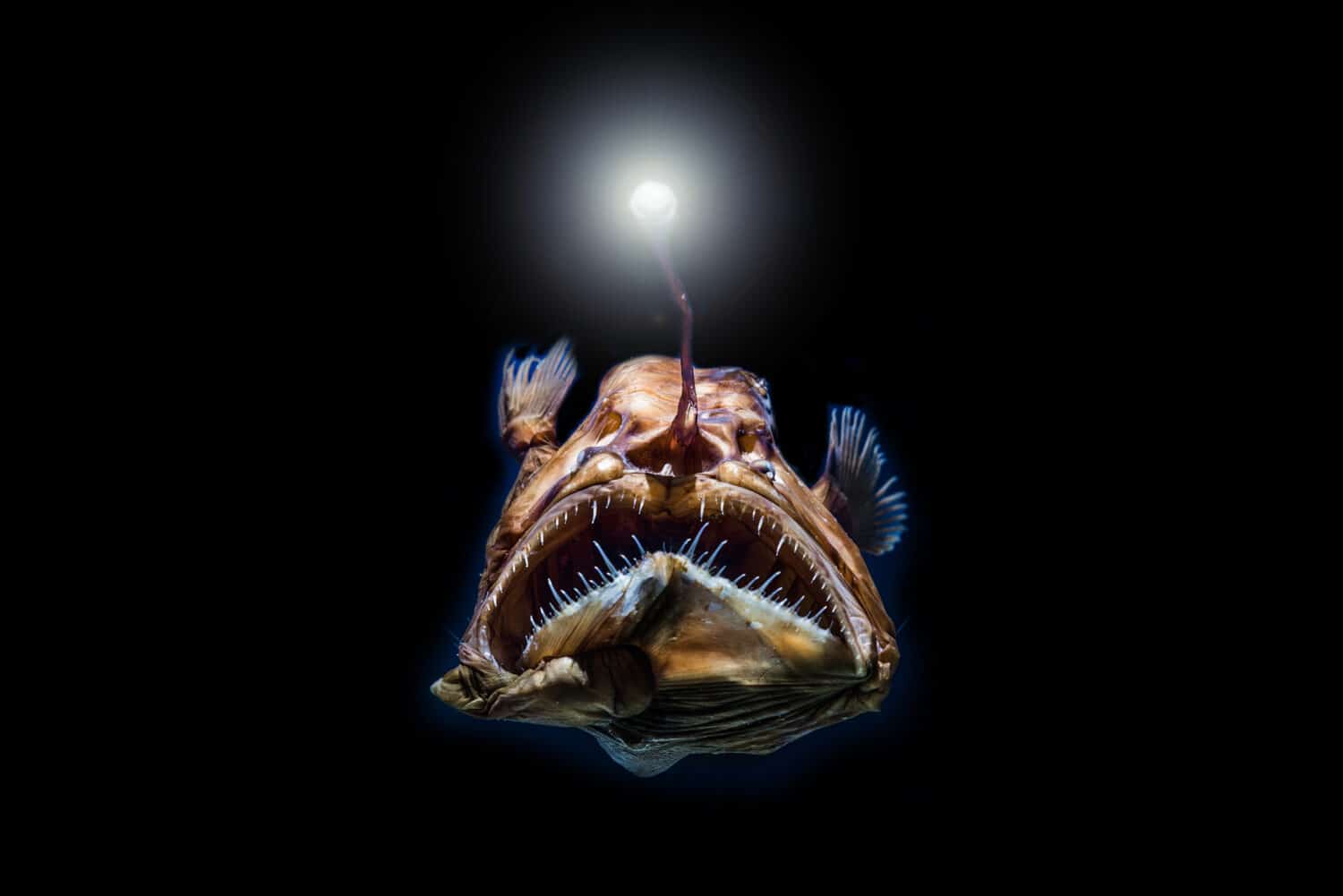 5 Deep Sea Oddities That Could Star in a Sci-Fi Movie