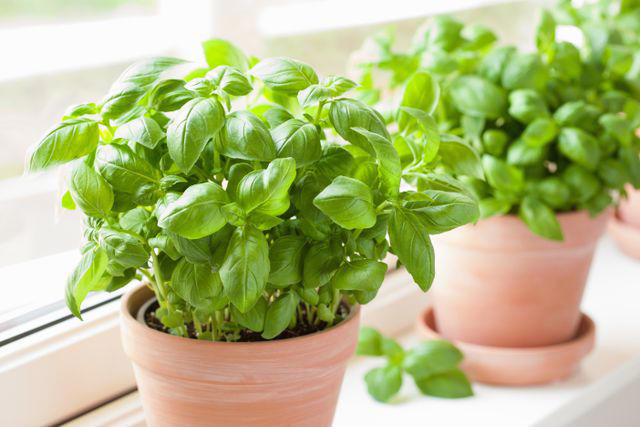 How to Harvest Basil and Pick the Best Leaves