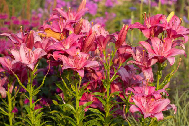 How to Grow and Care for Asiatic Lily