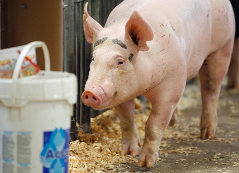 New Wayne County mpox case reported amid concern of more transmissible ... New Wayne County mpox case reported amid concern of more transmissible ...