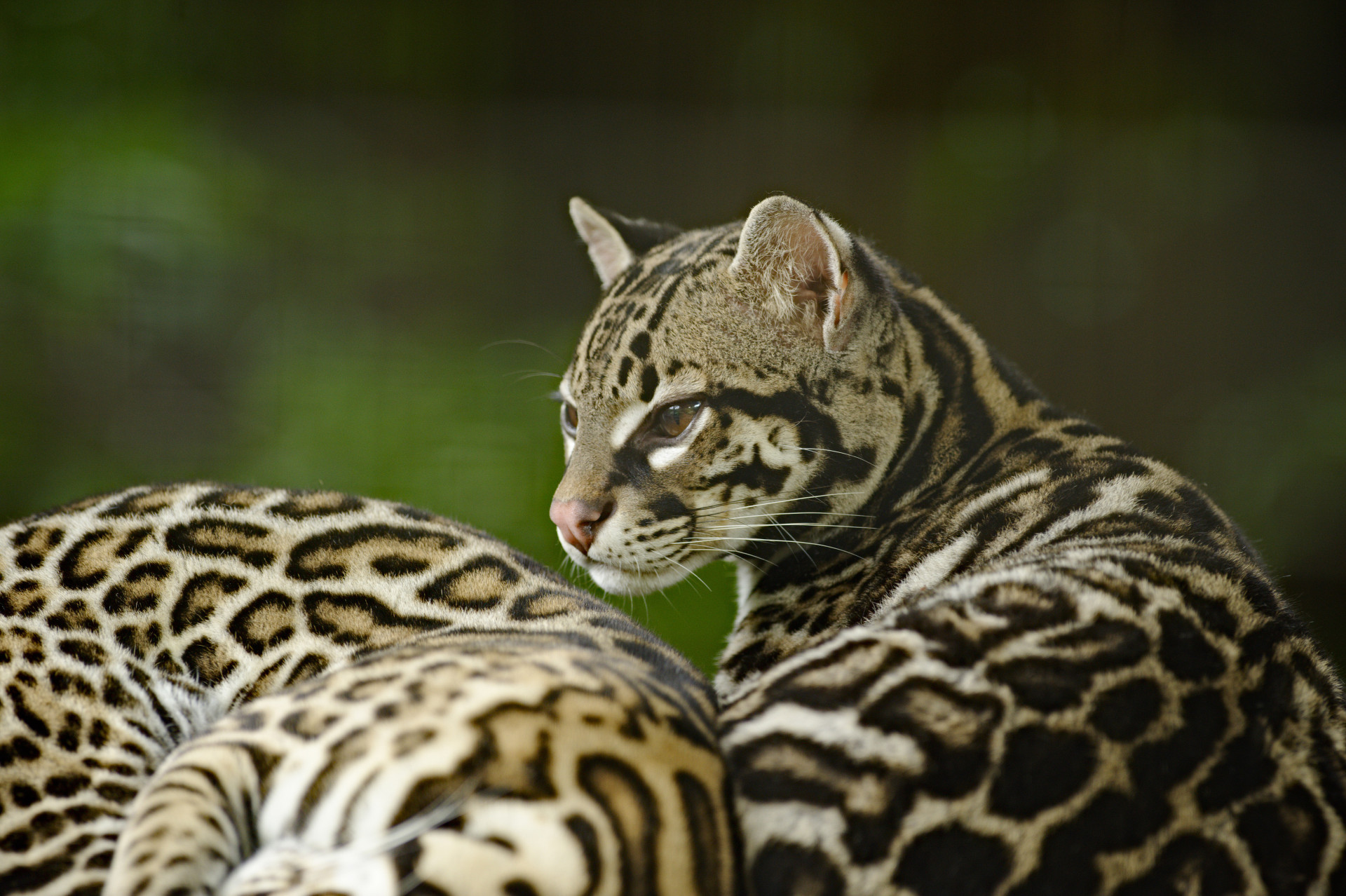 Les endroits les plus sublimes pour admirer la faune sauvage