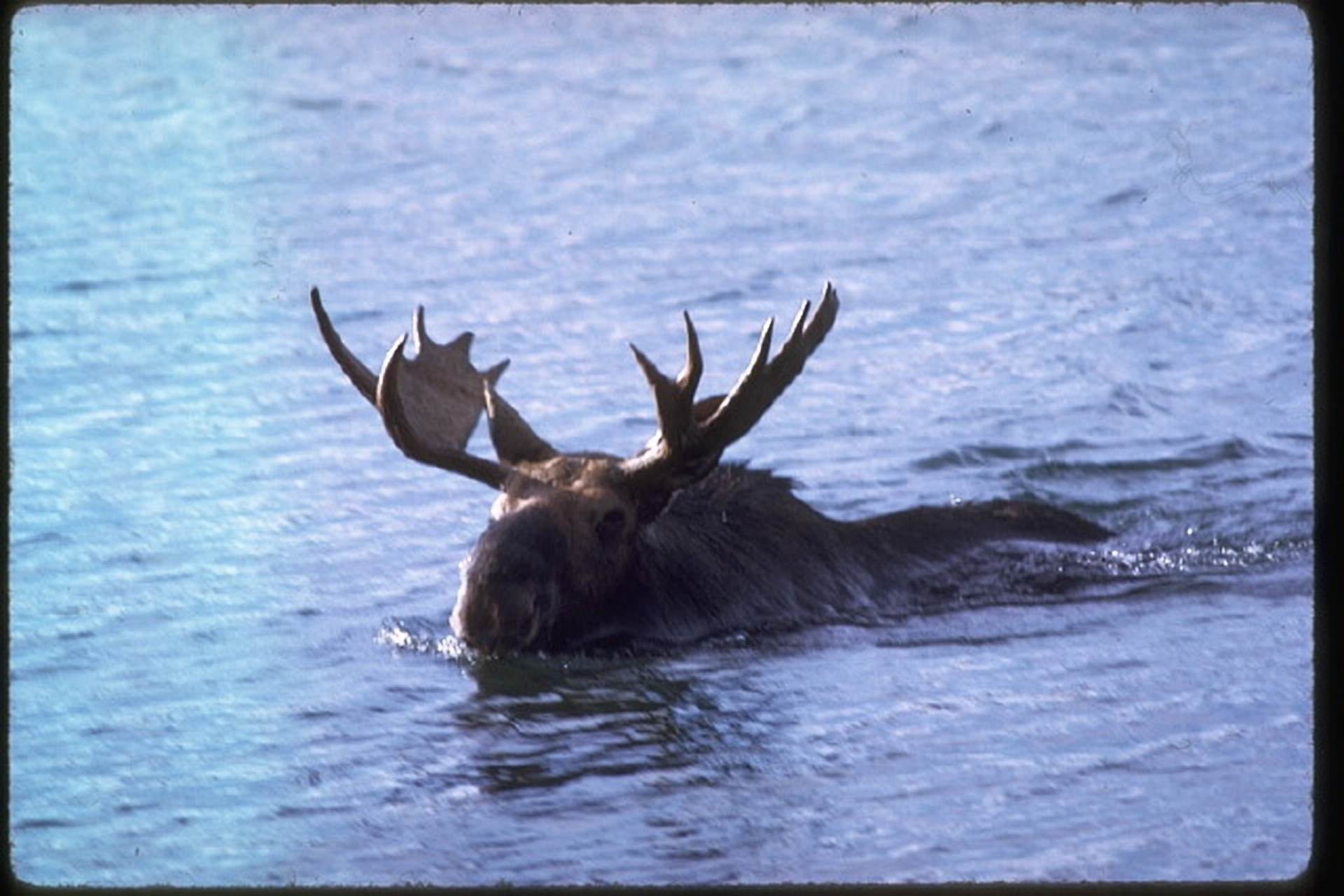 Les endroits les plus sublimes pour admirer la faune sauvage