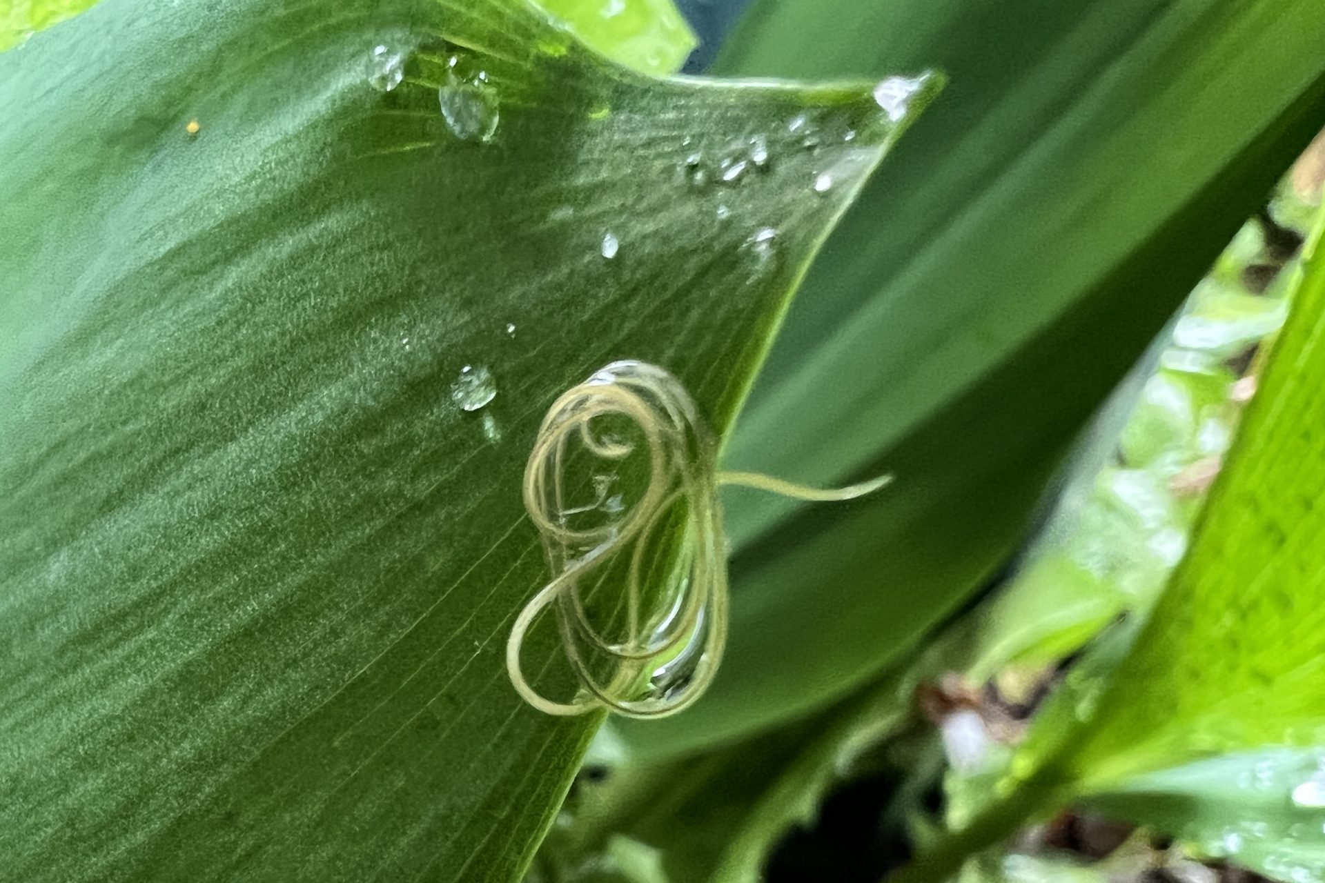 These mind-controlling parasites are weird evolutionary oddities