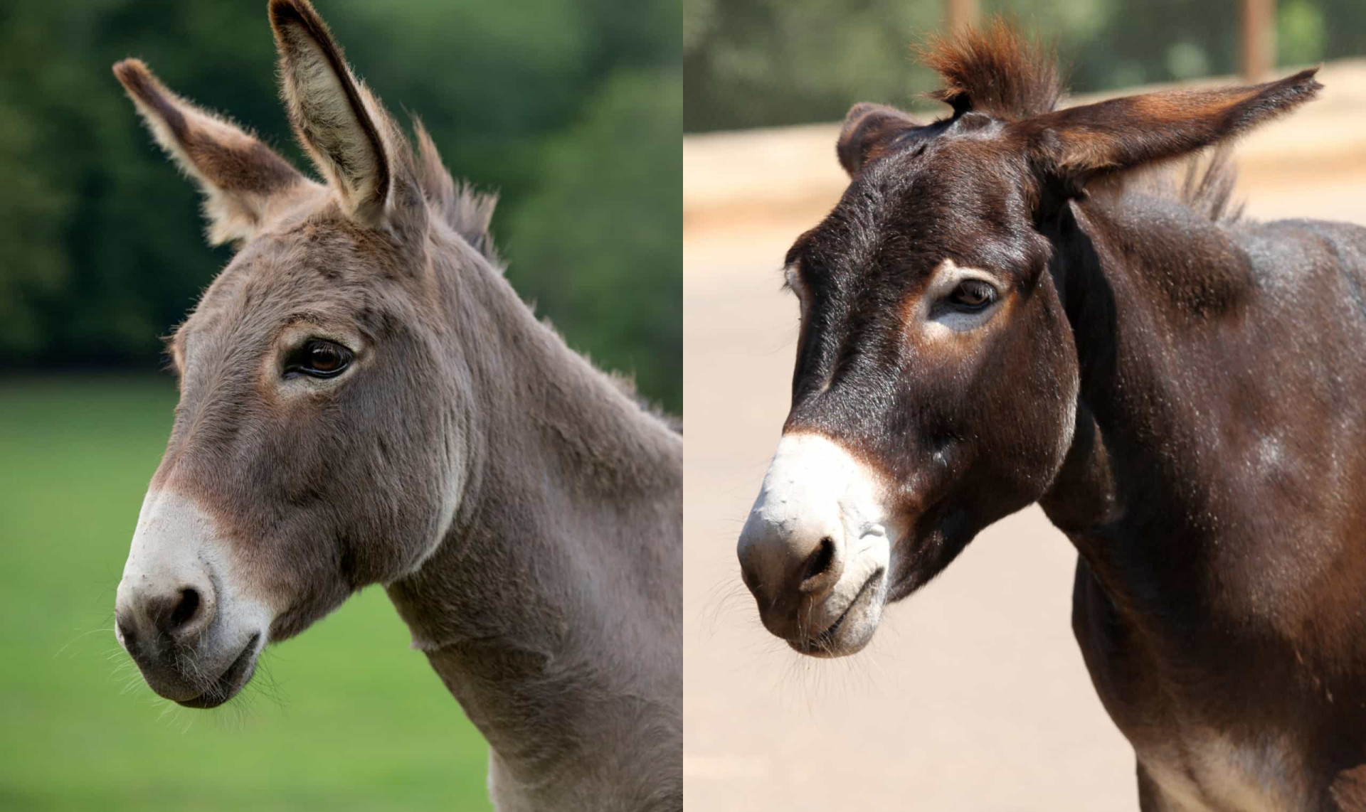 Tiere, die wir immer miteinander verwechseln