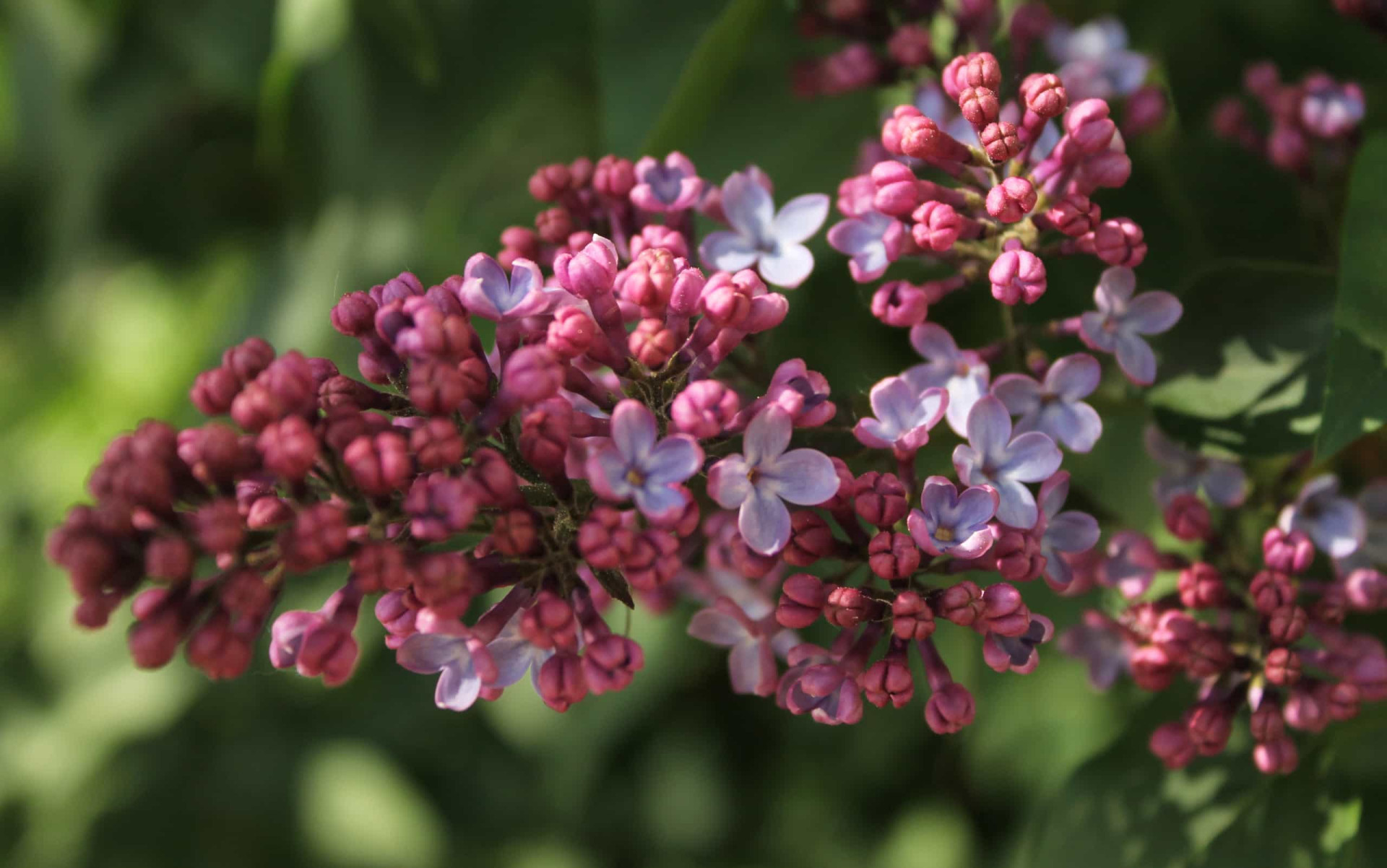 Quelles fleurs merveilleusement parfumées planter dans votre jardin (ou ...