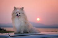 Strange Pet Laws From Around The World Walking Your Dog Could Get You