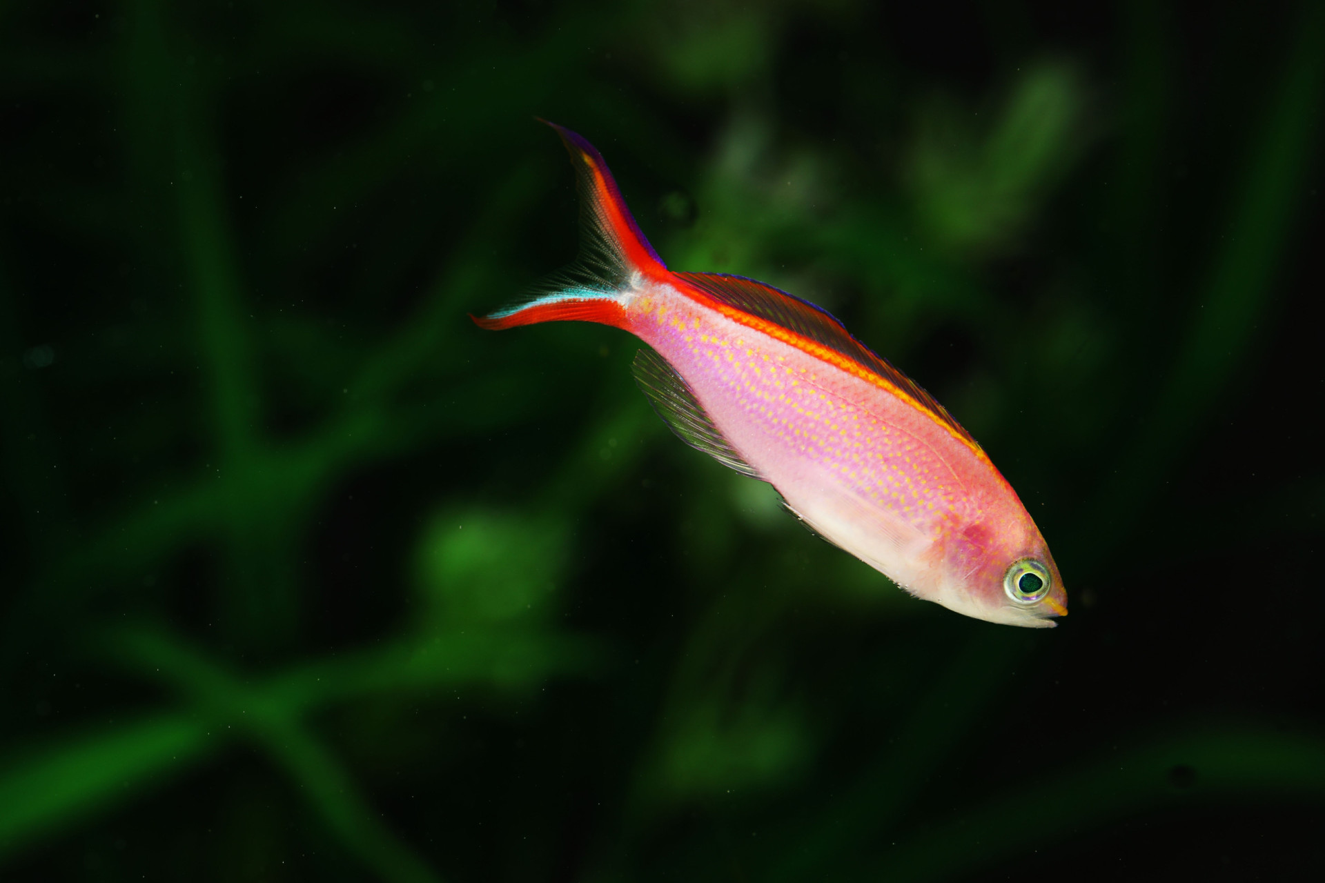 The surprising world of pink animals