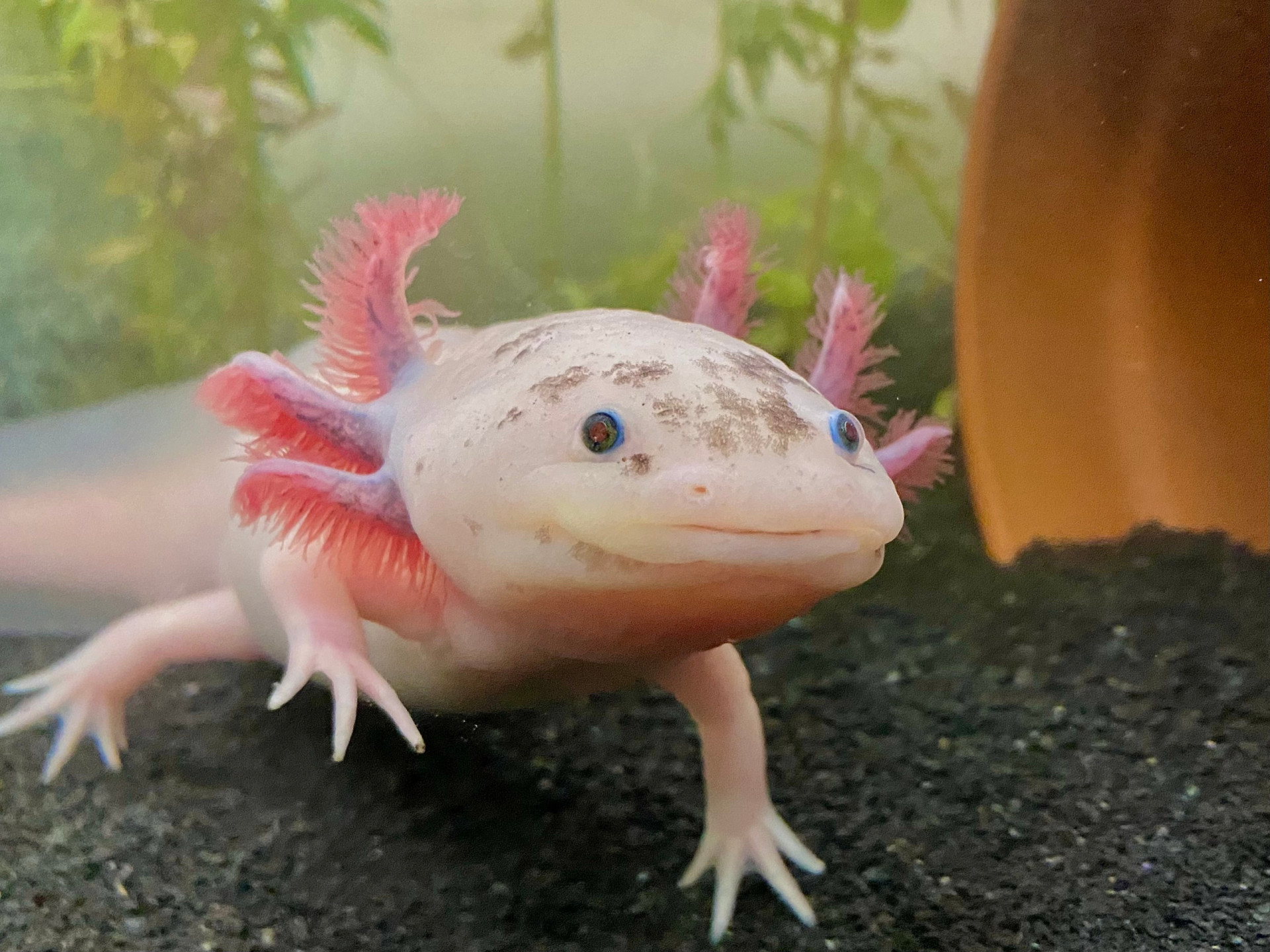 Pink animals you never knew existed!