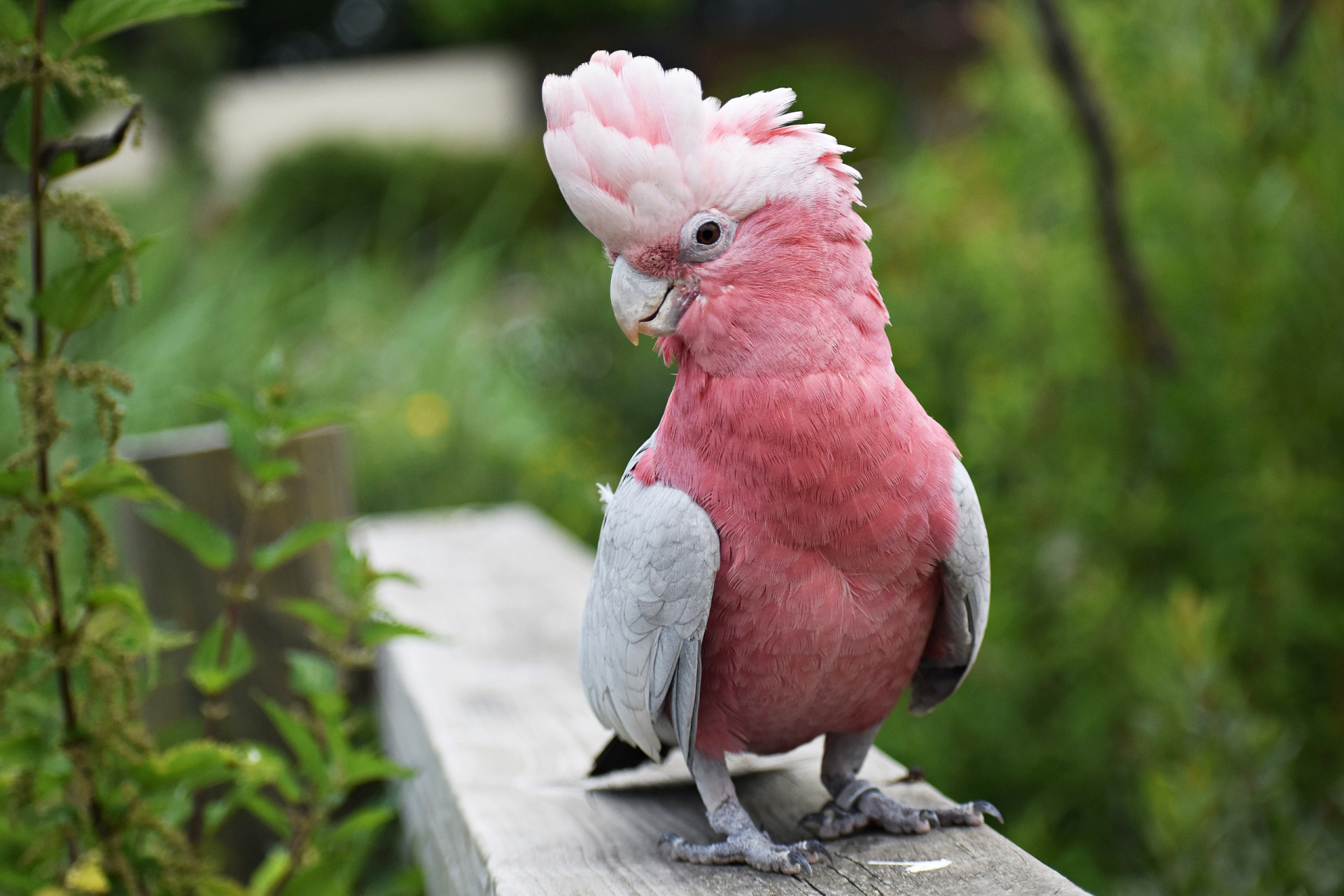 The surprising world of pink animals