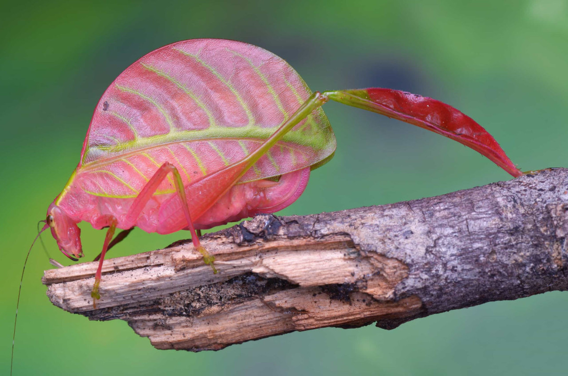 The surprising world of pink animals