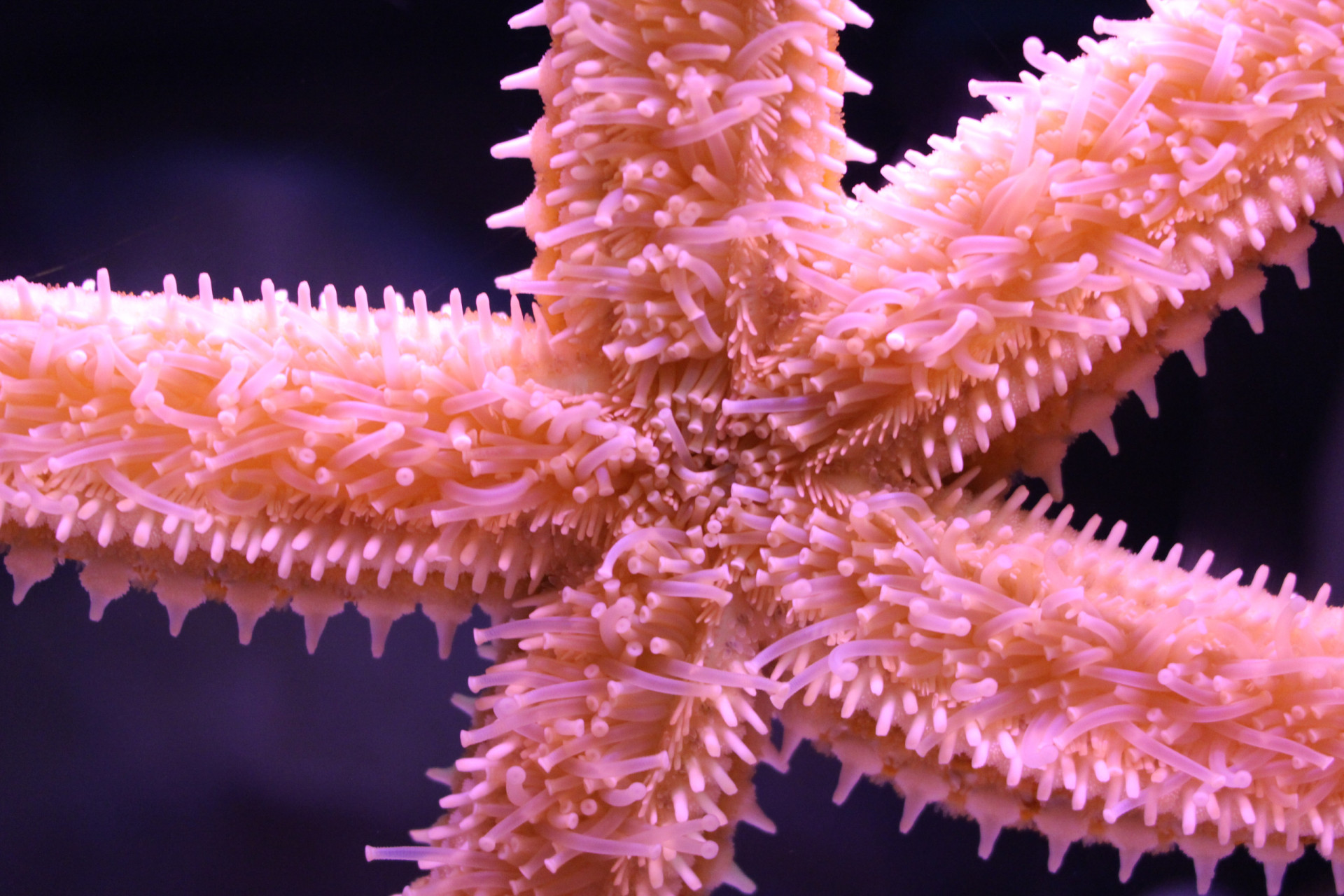 The surprising world of pink animals