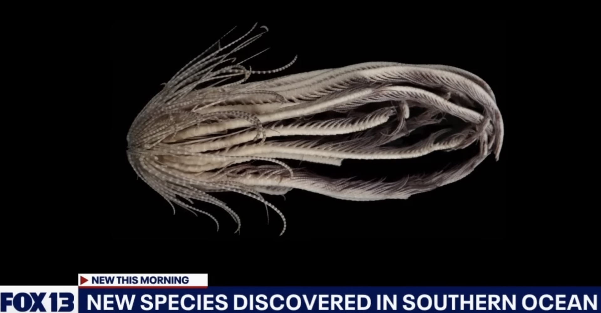 Sea creature with twenty arms discovered in Antarctic Ocean