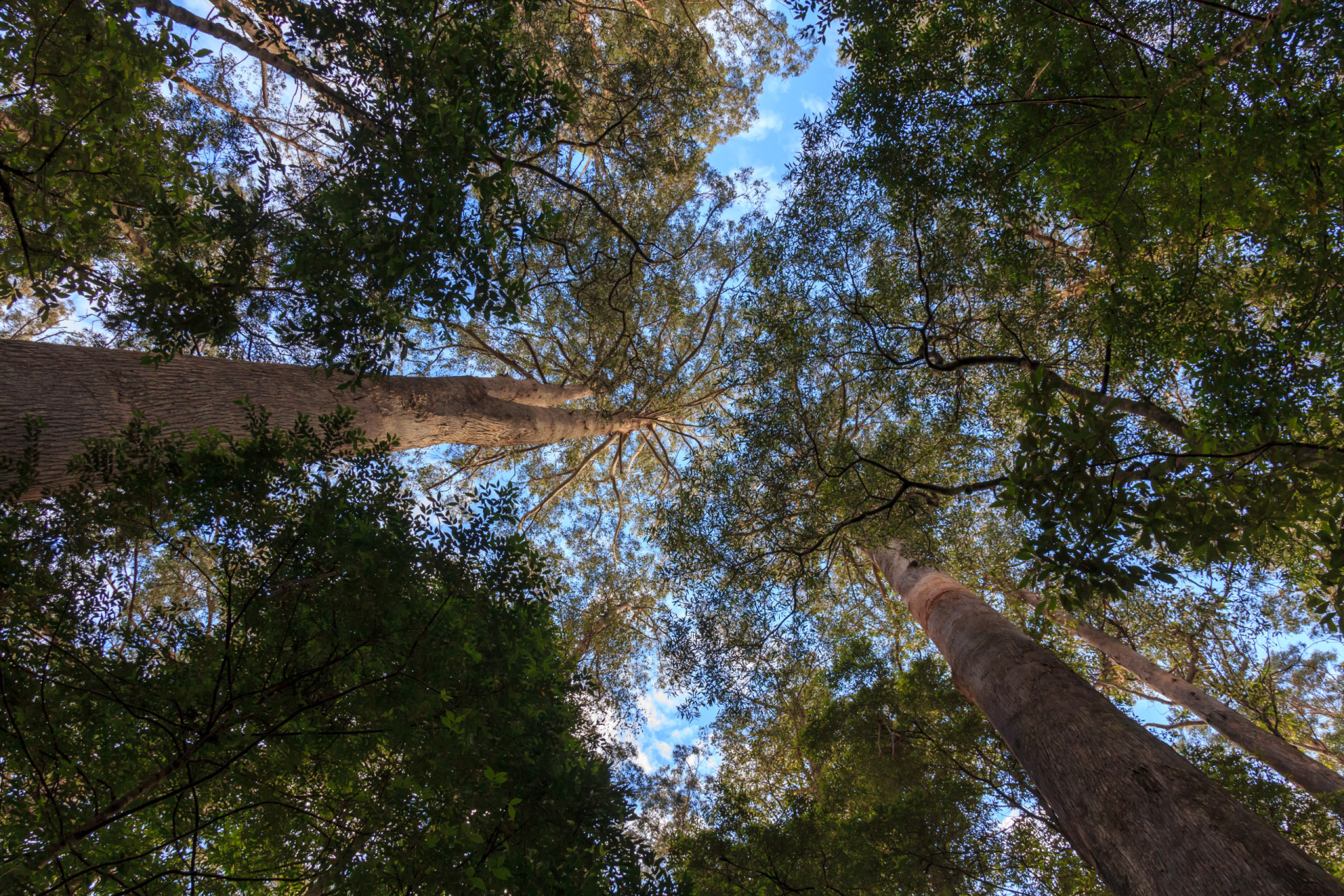 Giganten der Natur: Die höchsten Bäume der Welt und wo man sie ...