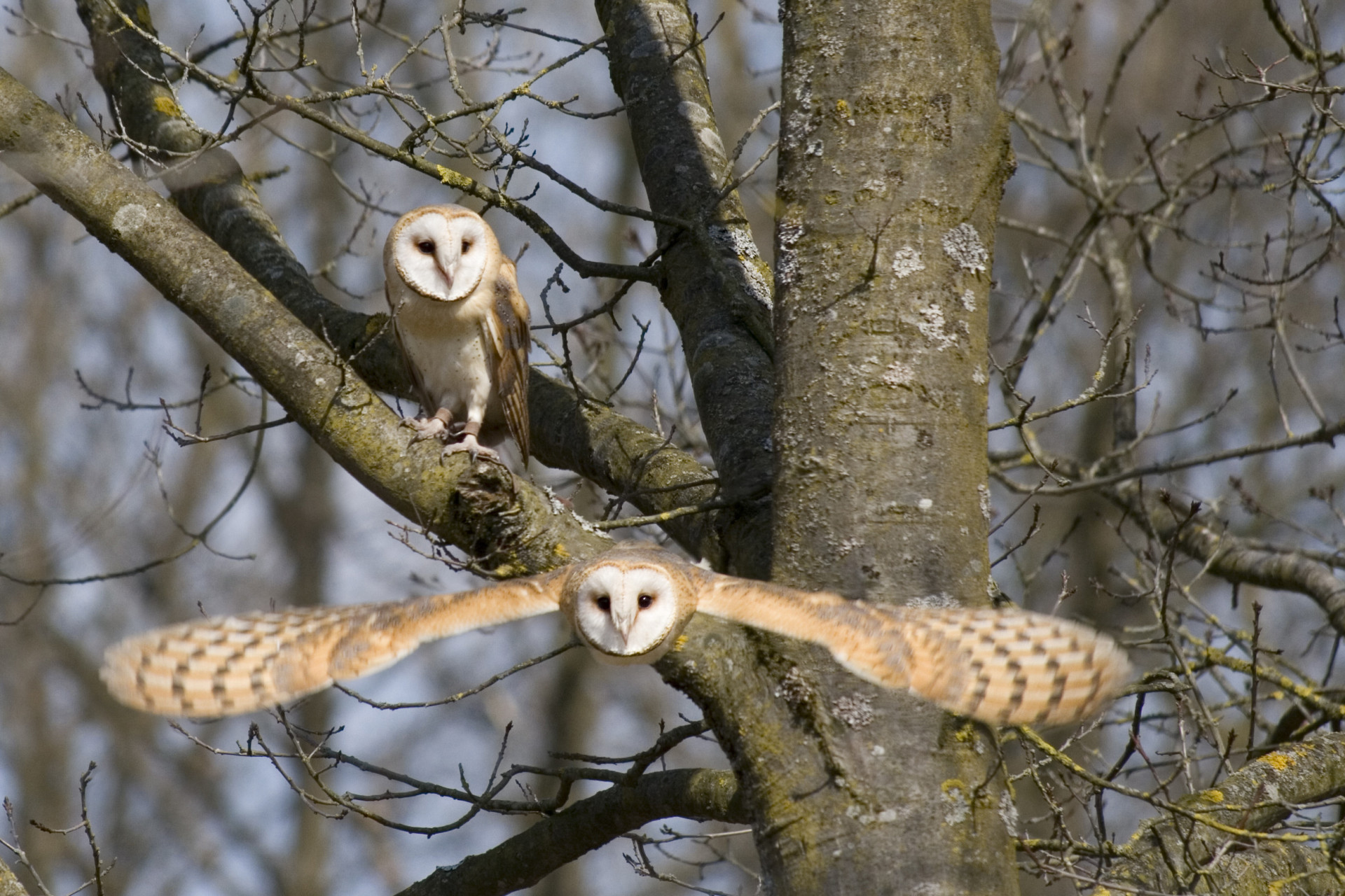 Ejemplos fascinantes de monogamia en el reino animal