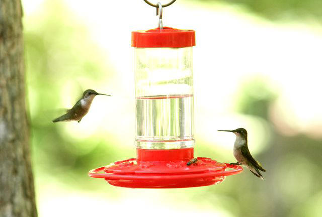 How to Keep Bees Away from Hummingbird Feeders